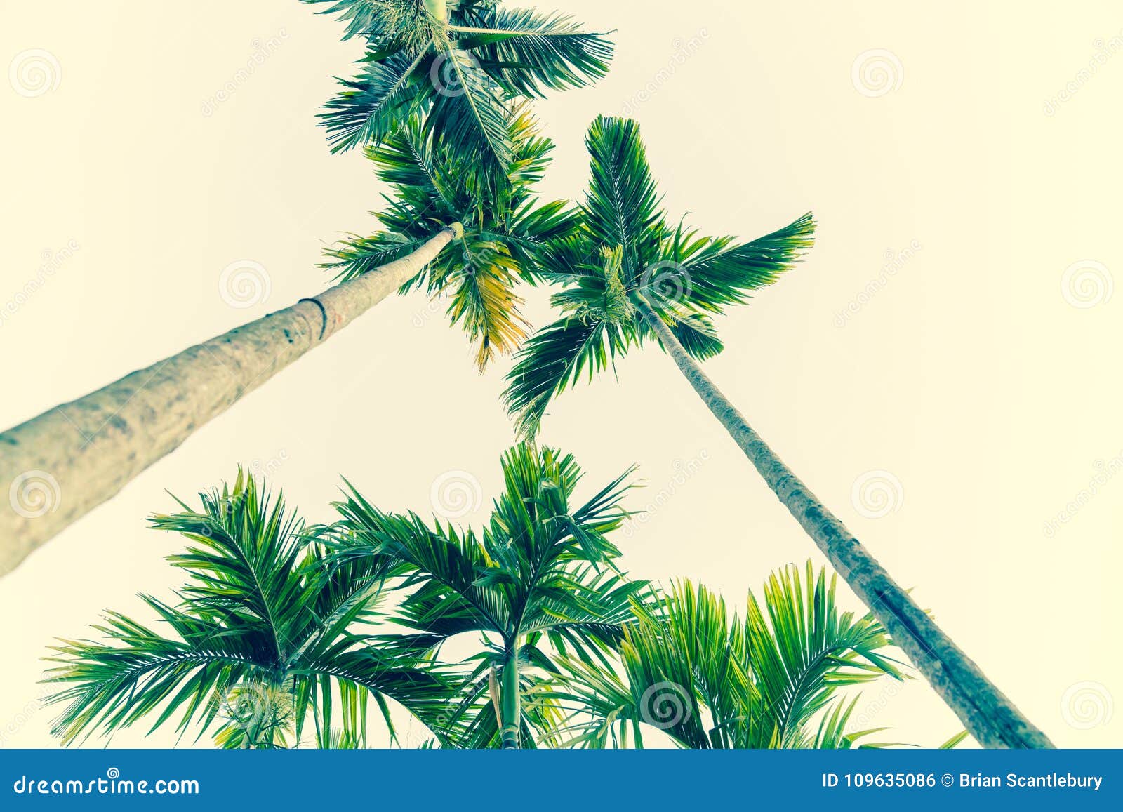 Palm Trees from Low Point of View Taowering Overhead Stock Photo ...