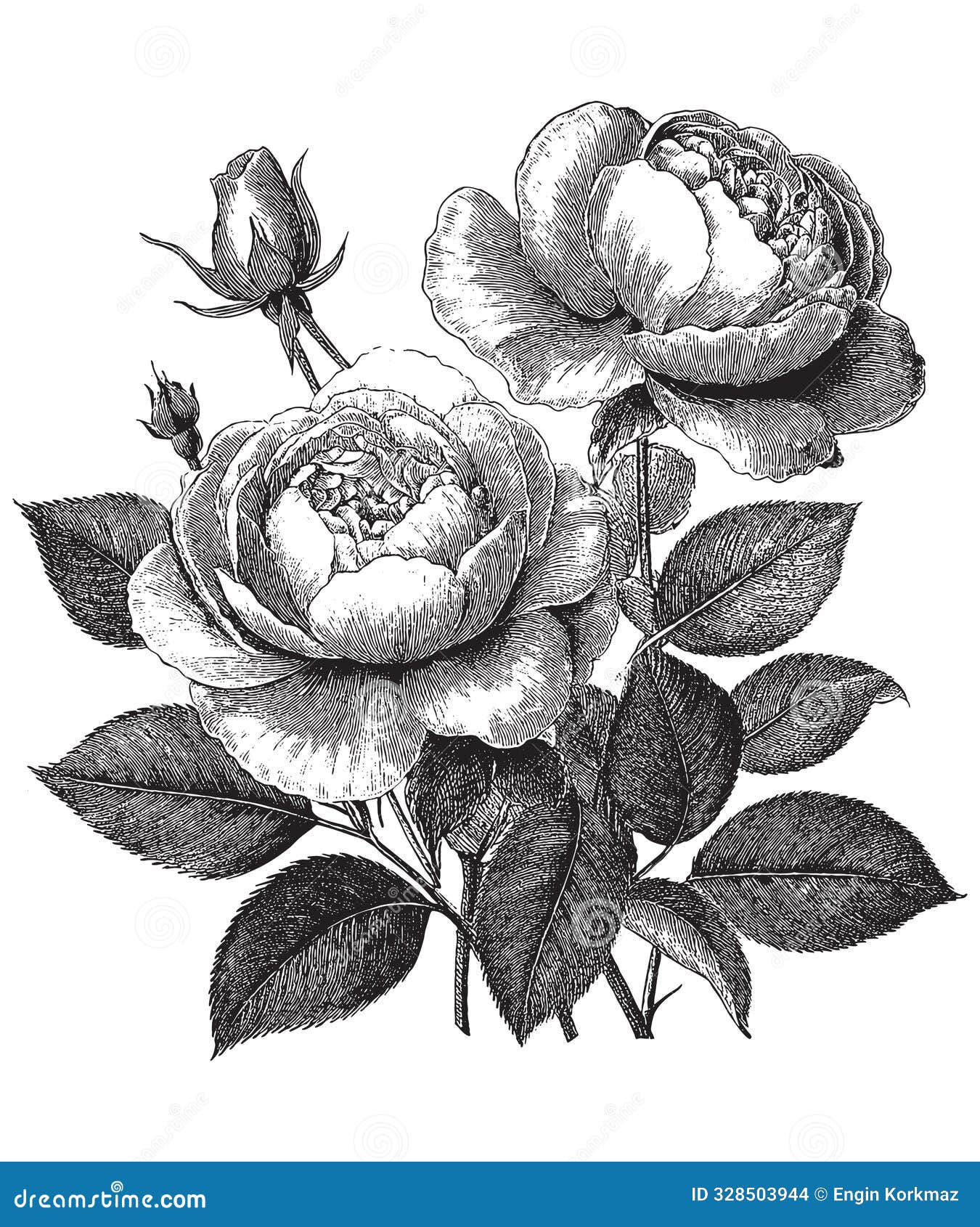 Vintage Engraving of Bouquet of Roses Editorial Stock Image ...