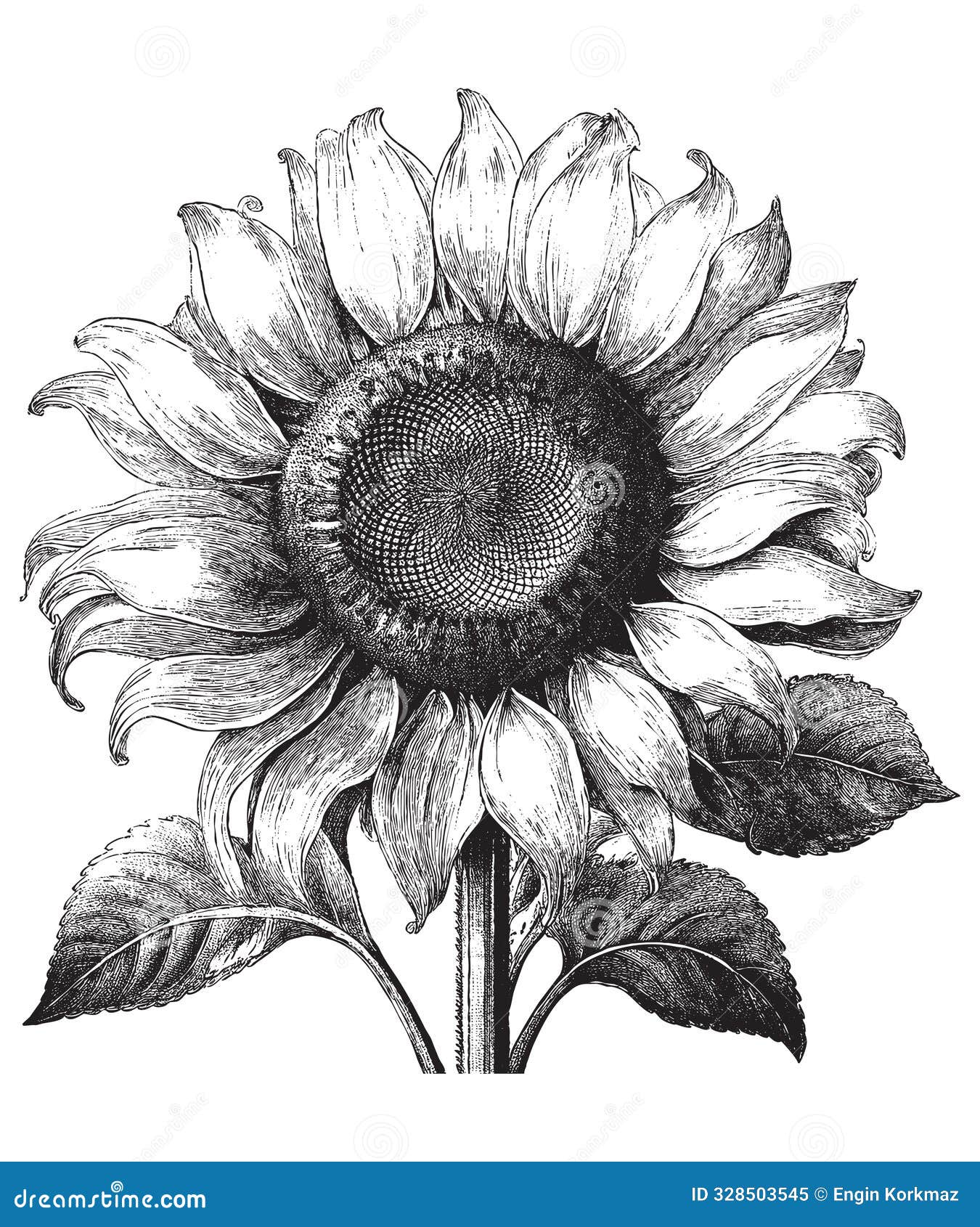 Single Sunflower Simple Vector Line Illustration. One Line Art Drawing ...