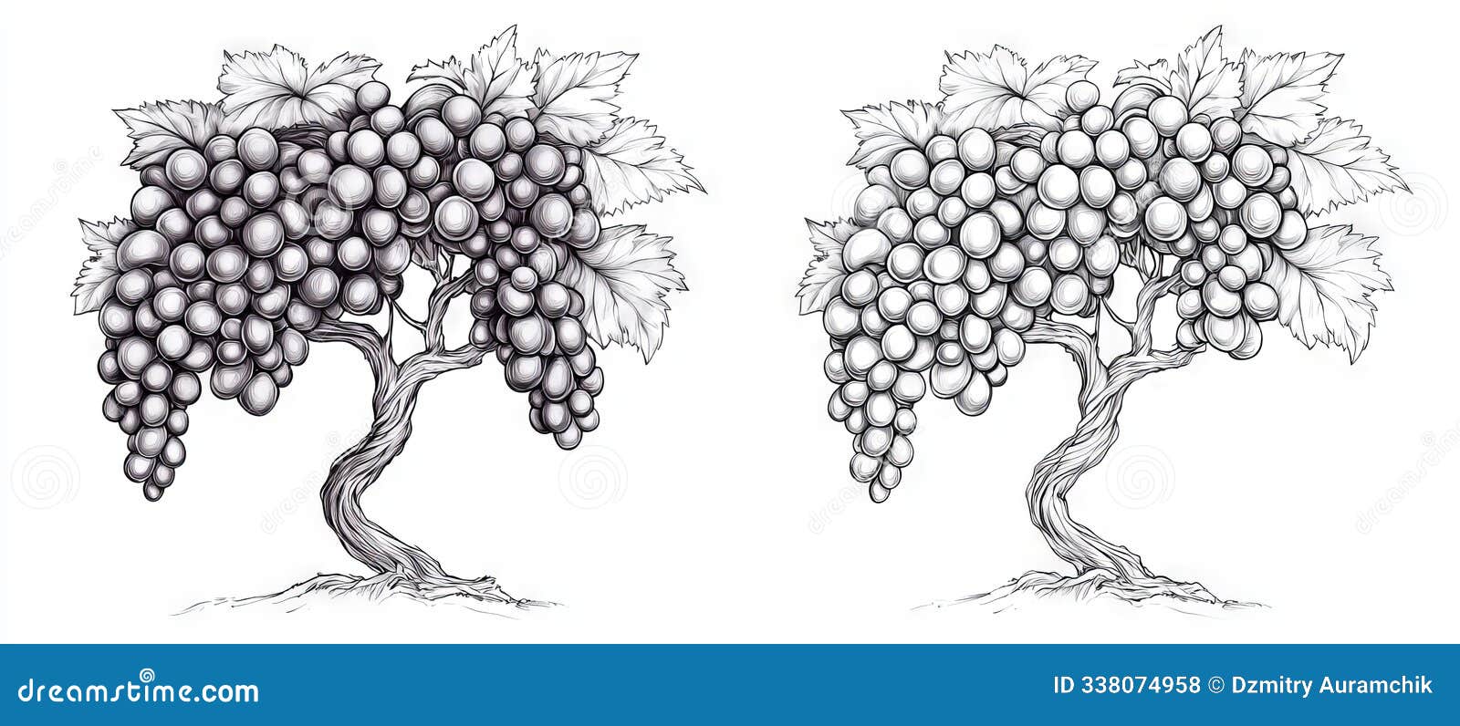 Vintage Engraving Style Illustration of a Grape Tree Stock Photo ...