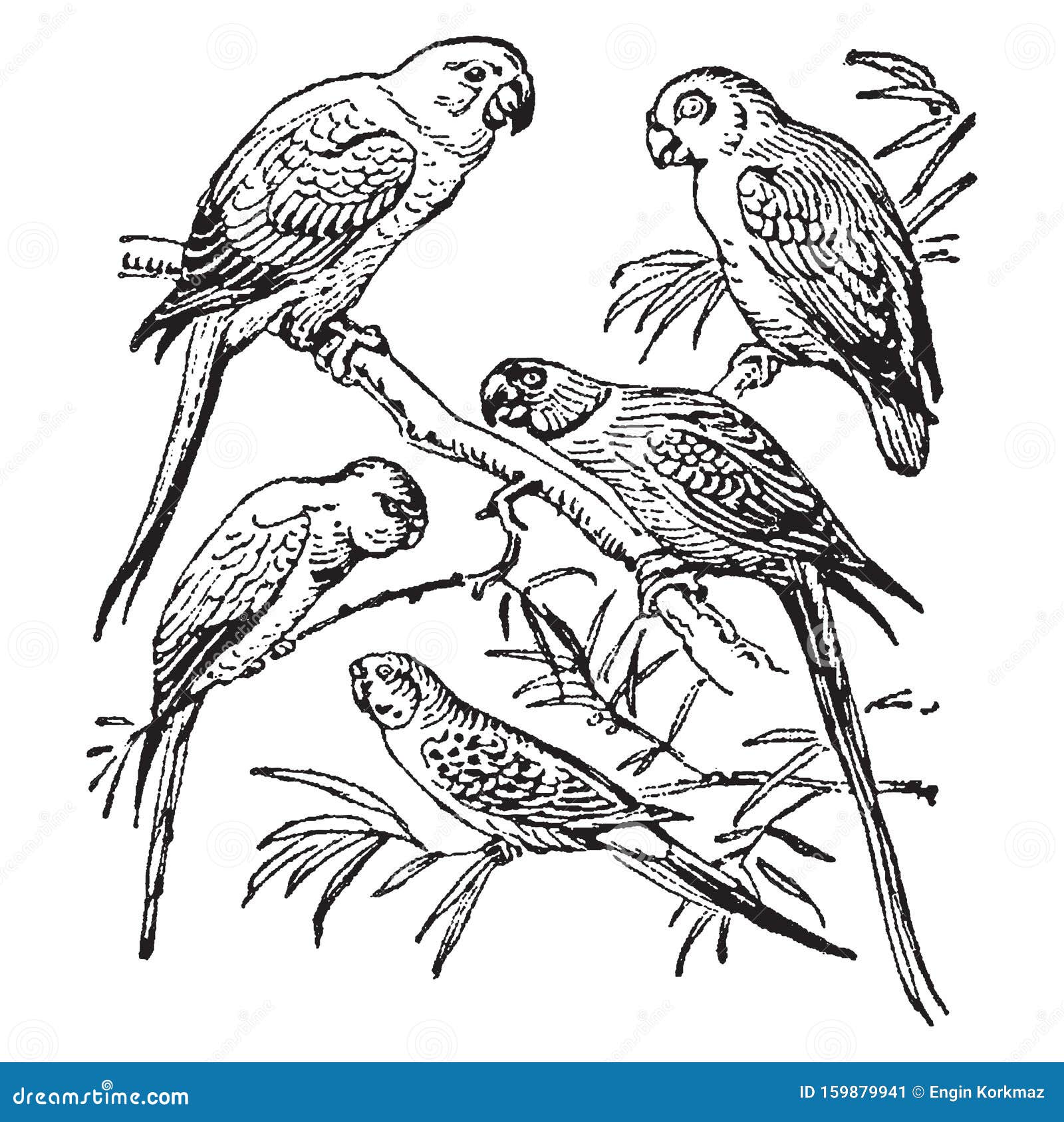 Vintage Engraving of Parrots Stock Vector - Illustration of drawing ...