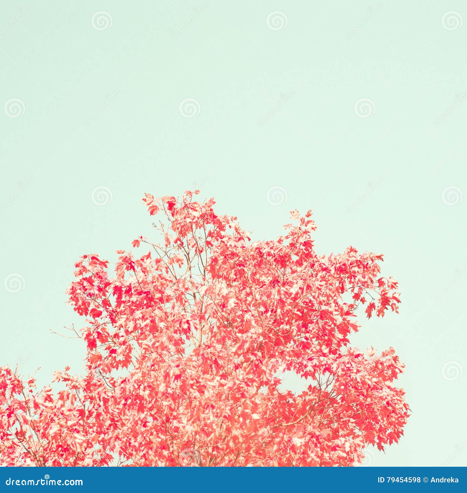 Vintage fall foliage stock photo. Image of instagram - 79454598