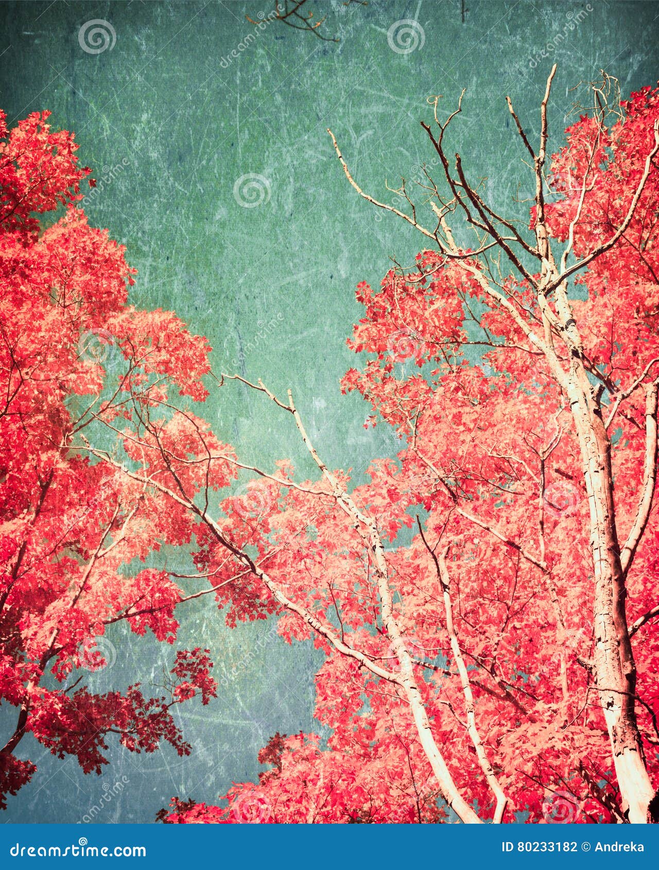 Vintage fall foliage stock photo. Image of light, fall - 80233182