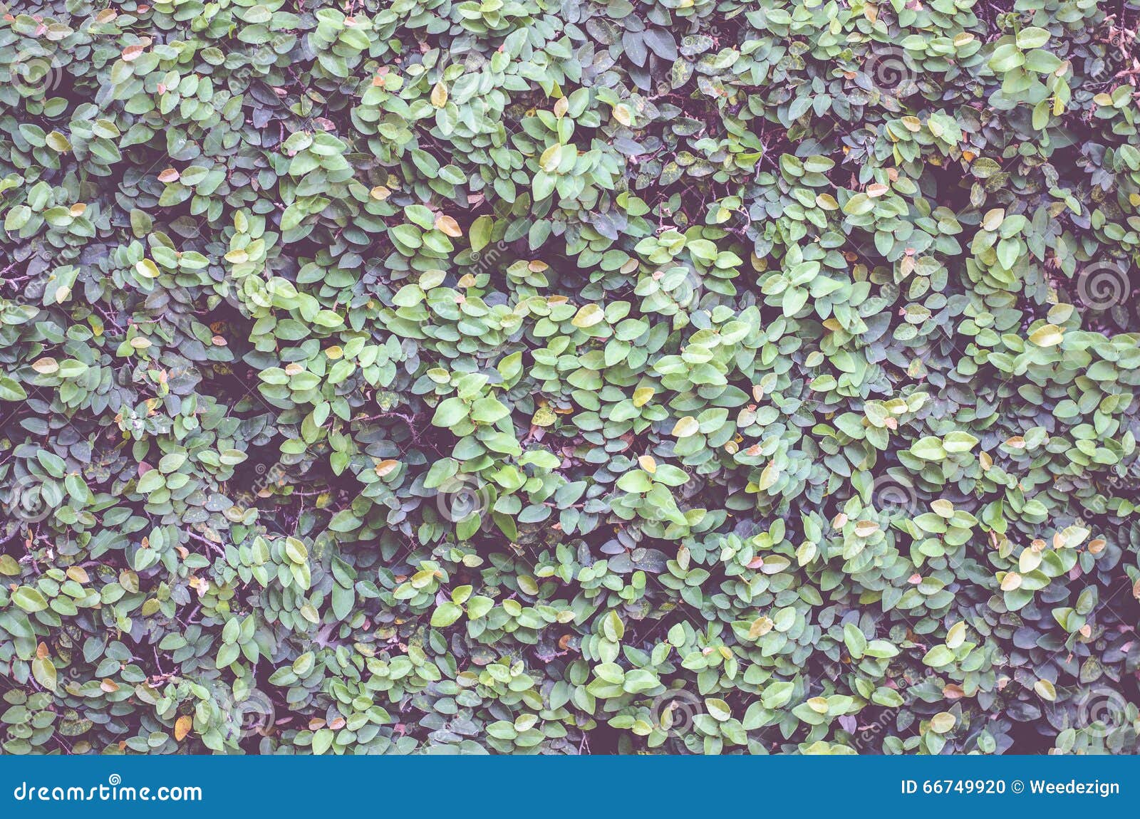 Vintage Filter: Green Leaves Wall Background Stock Photo - Image of ...