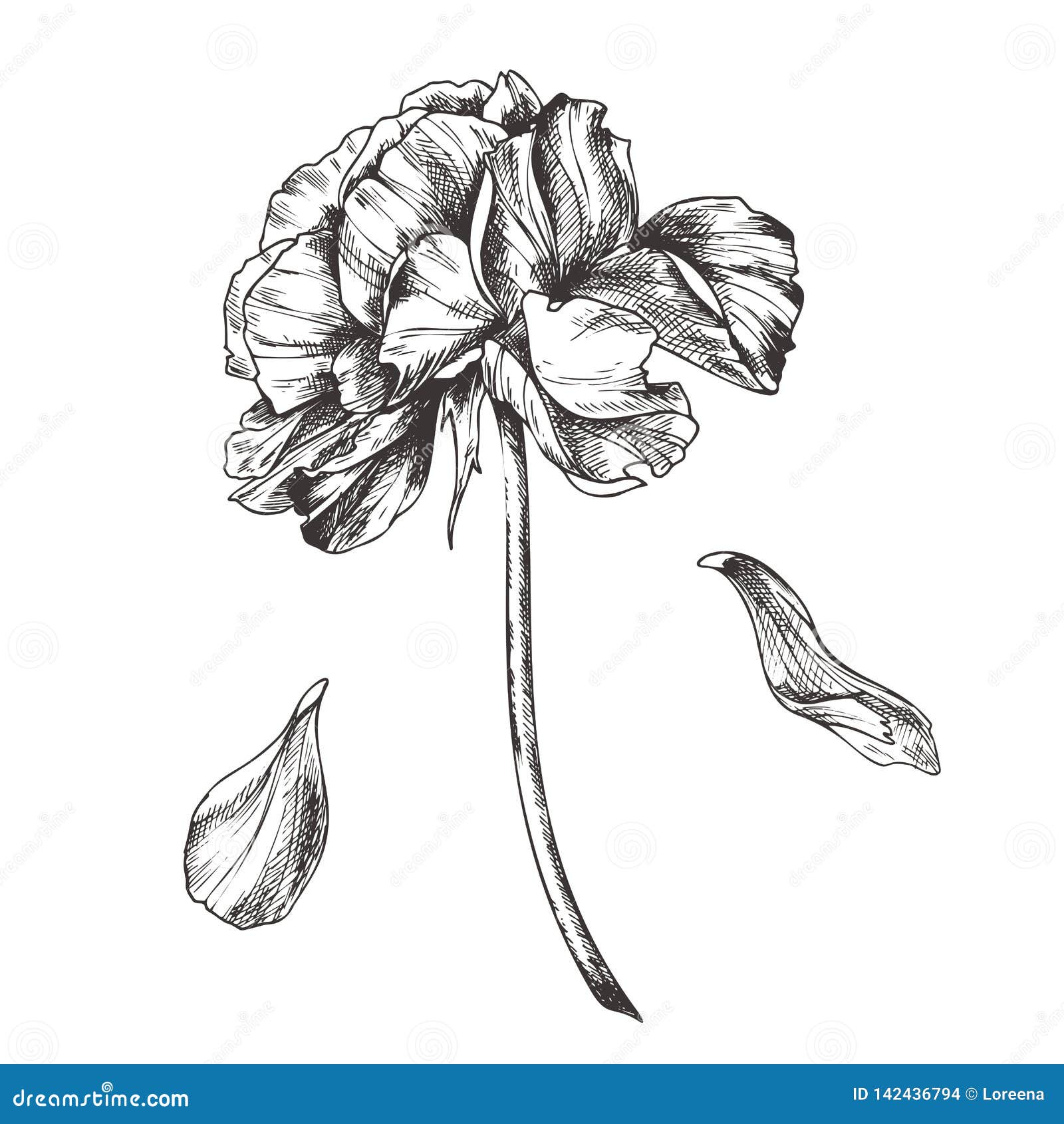 Vintage Floral Vector Illustration, Etching Hand Drawn Clip Art. Stock ...