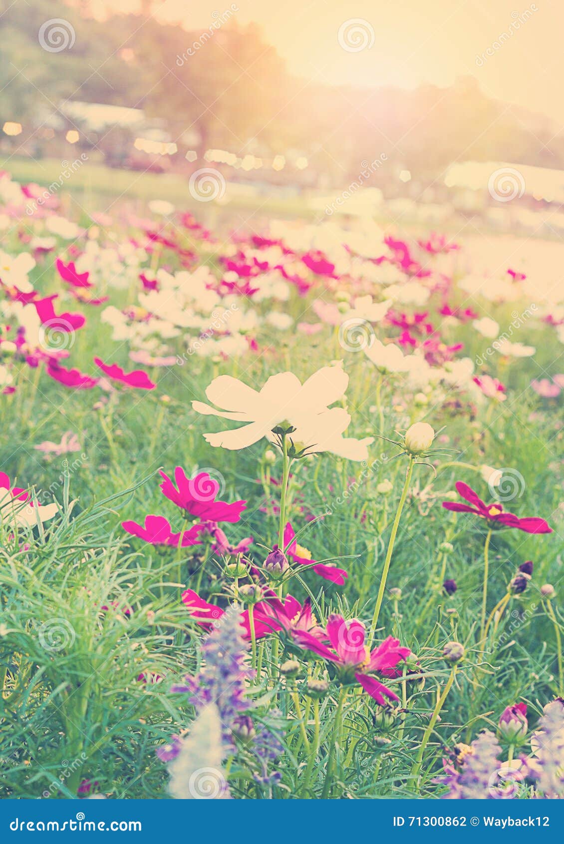 Vintage Flower Field Stock Images - Download 29,160 Royalty Free Photos