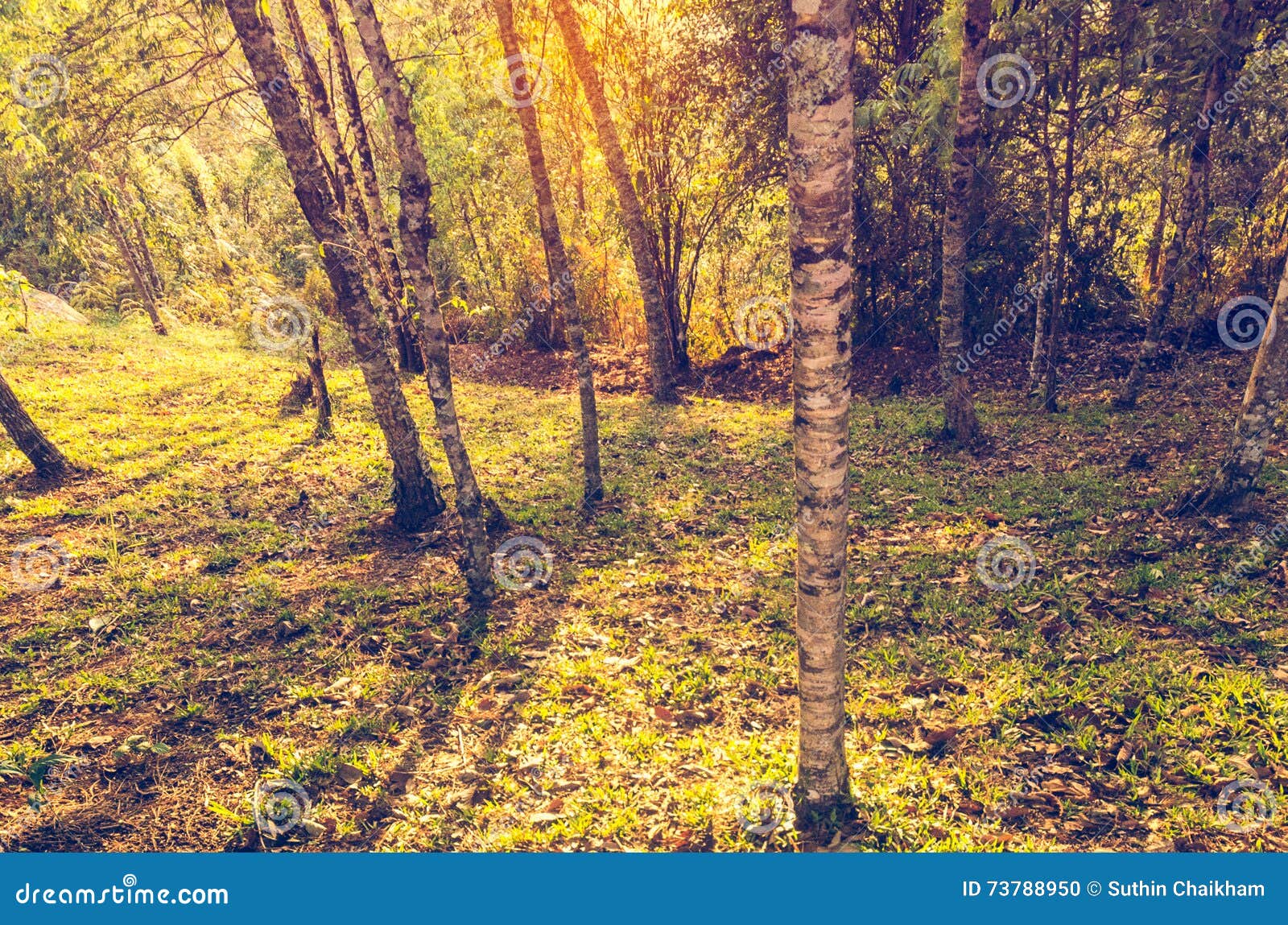 Vintage Forest Background on Top View Stock Photo - Image of foliage ...