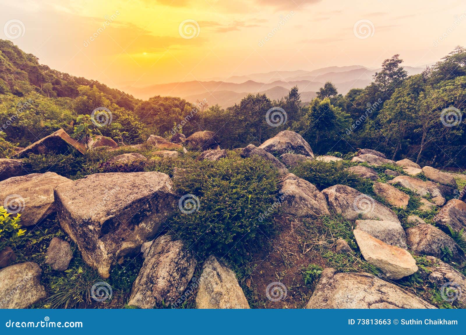 Vintage Forest.Background.Wallpaper Royalty-Free Stock Photography ...