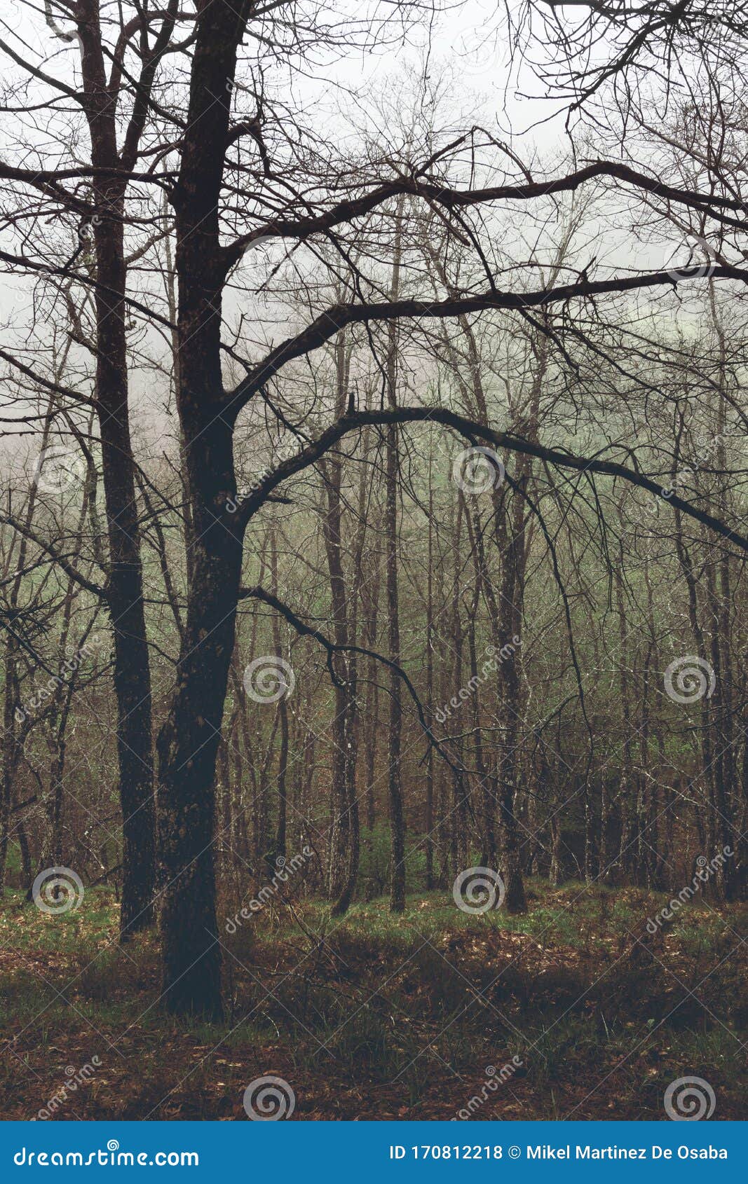 Vintage Forest.Background.Wallpaper Royalty-Free Stock Photography ...