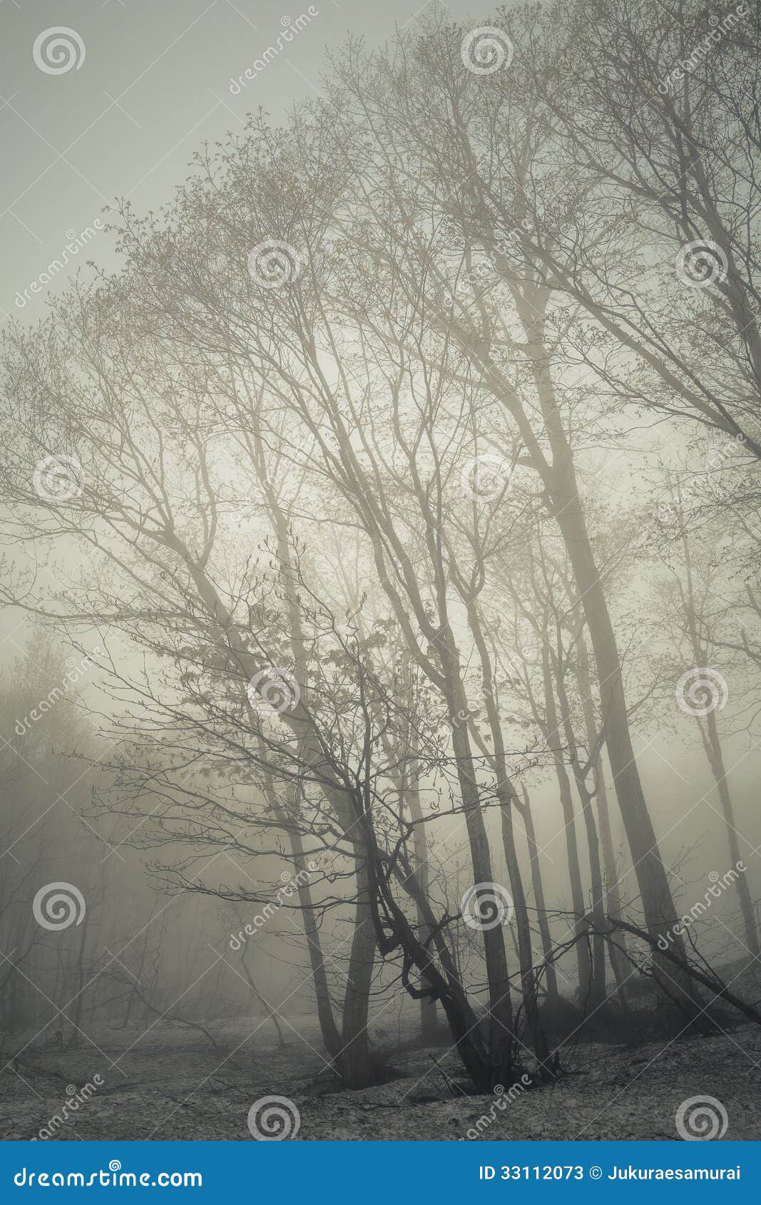 Vintage Forest.Background.Wallpaper Royalty-Free Stock Photography ...