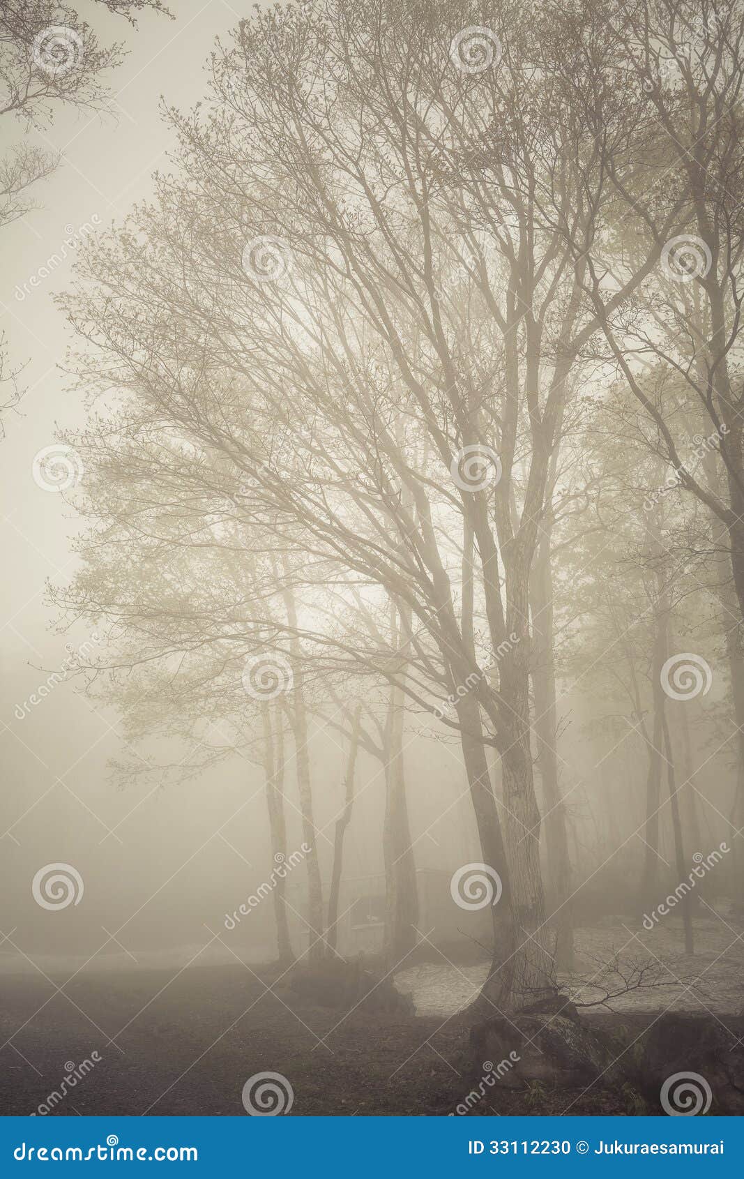 Vintage Forest.Background.Wallpaper Royalty-Free Stock Photography ...