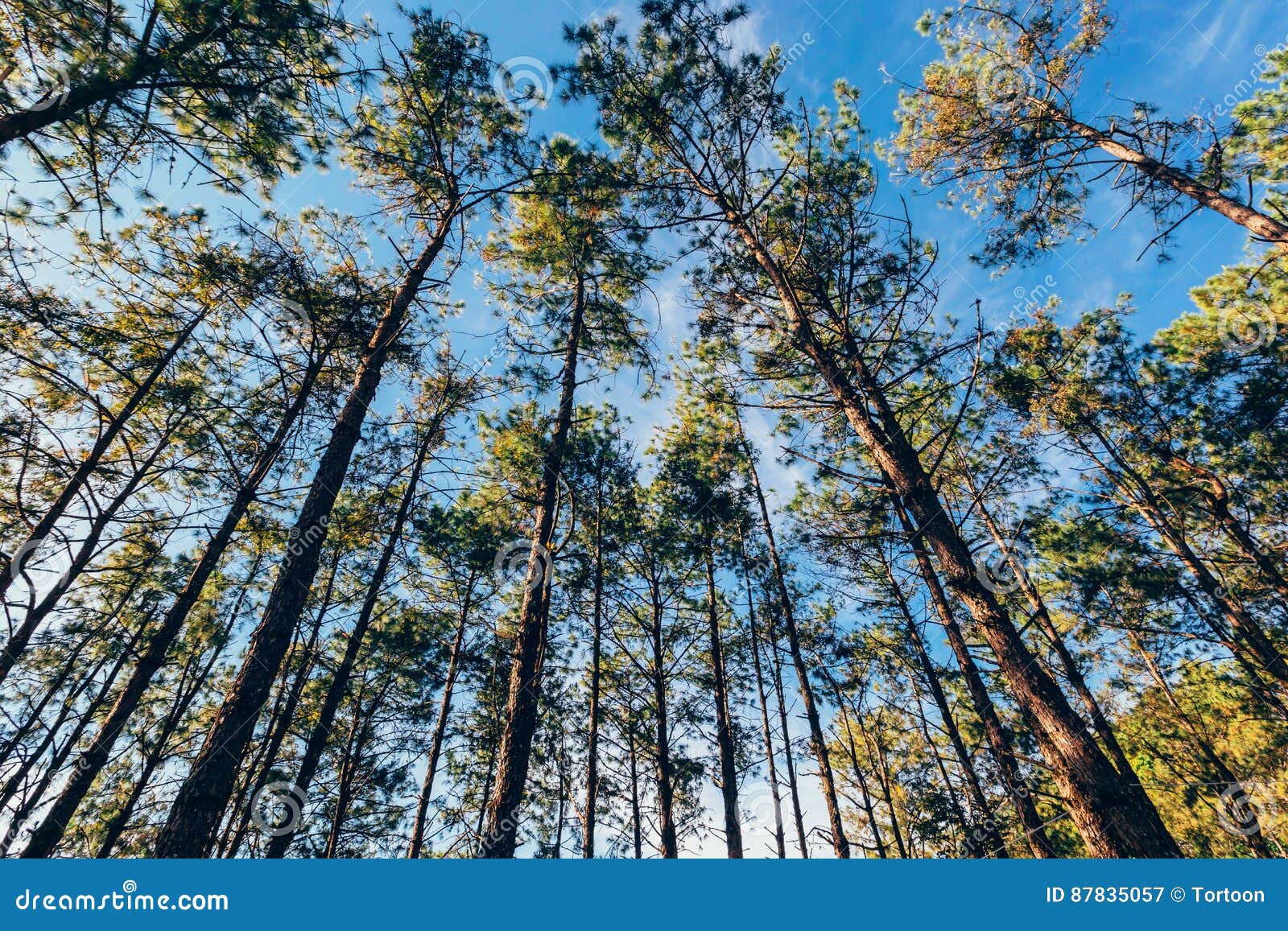 Vintage Frame from Pine Trees at Sunrise in Spring Stock Image - Image ...