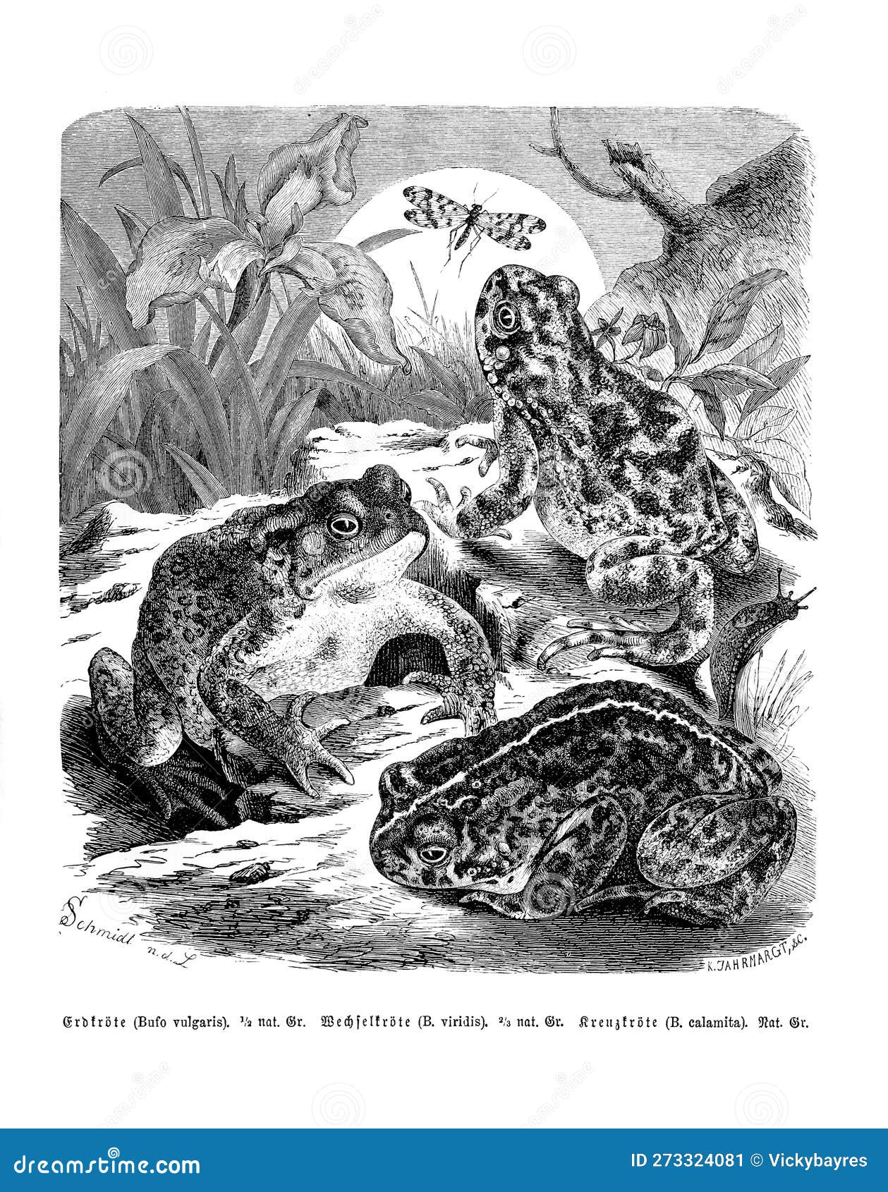Vintage buffalo frogs stock illustration. Illustration of natural ...