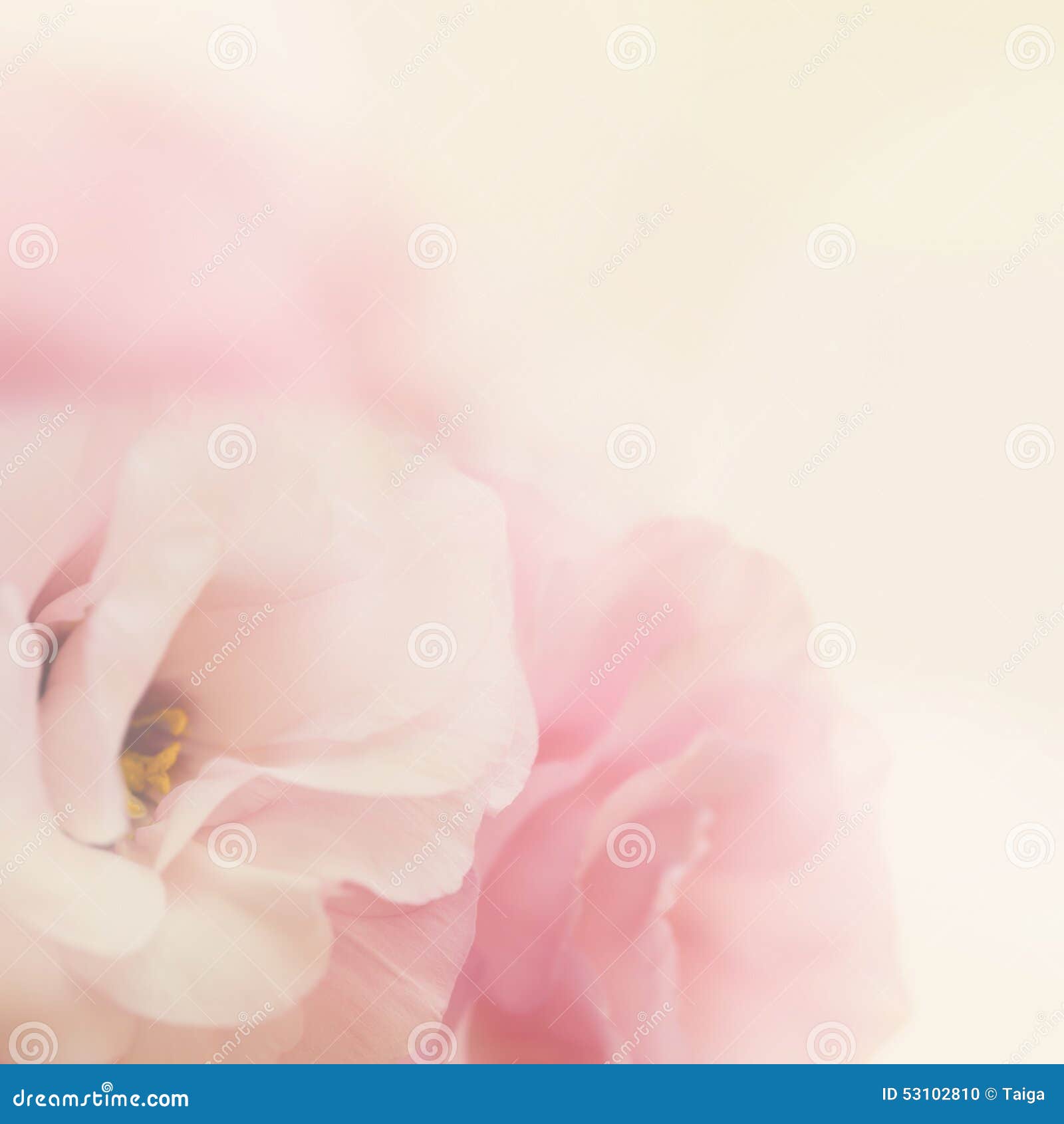 Vintage Gentle Flowers Background Stock Photo - Image of flora, flowers ...