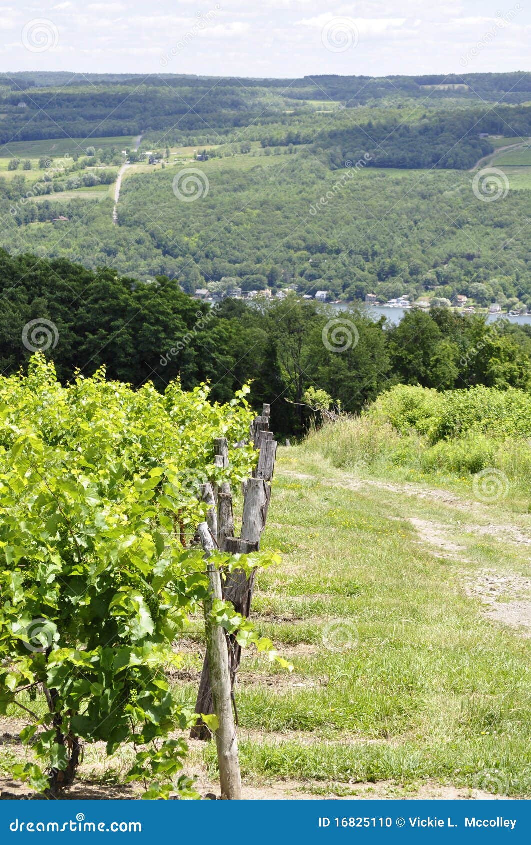 Vintage Grape Vinyards and Valley Stock Photo - Image of grow, trailing ...