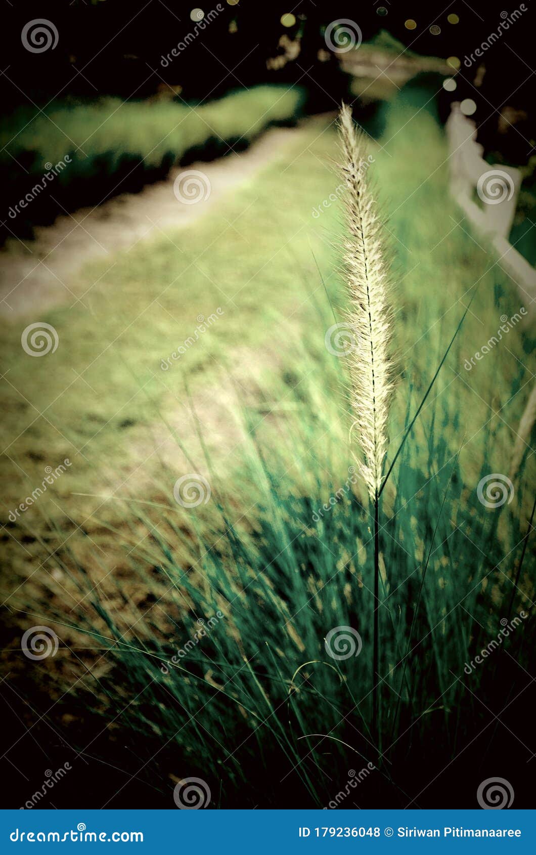 Vintage Grass Background Stock Photography | CartoonDealer.com #70719476