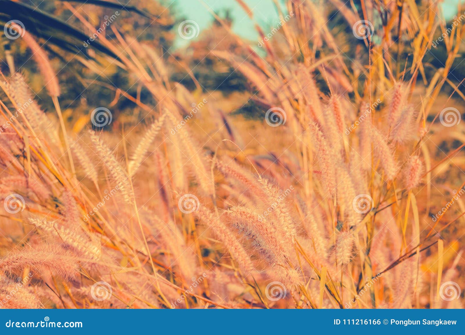 278,789 Vintage Grass Stock Photos - Free & Royalty-Free Stock Photos ...