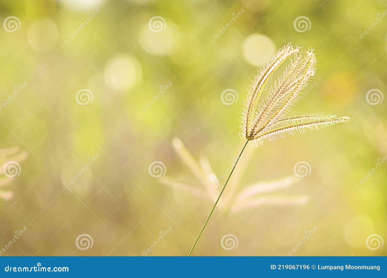 Vintage Grass Flower In Sunrise And Lens Flare With Gradient Color ...