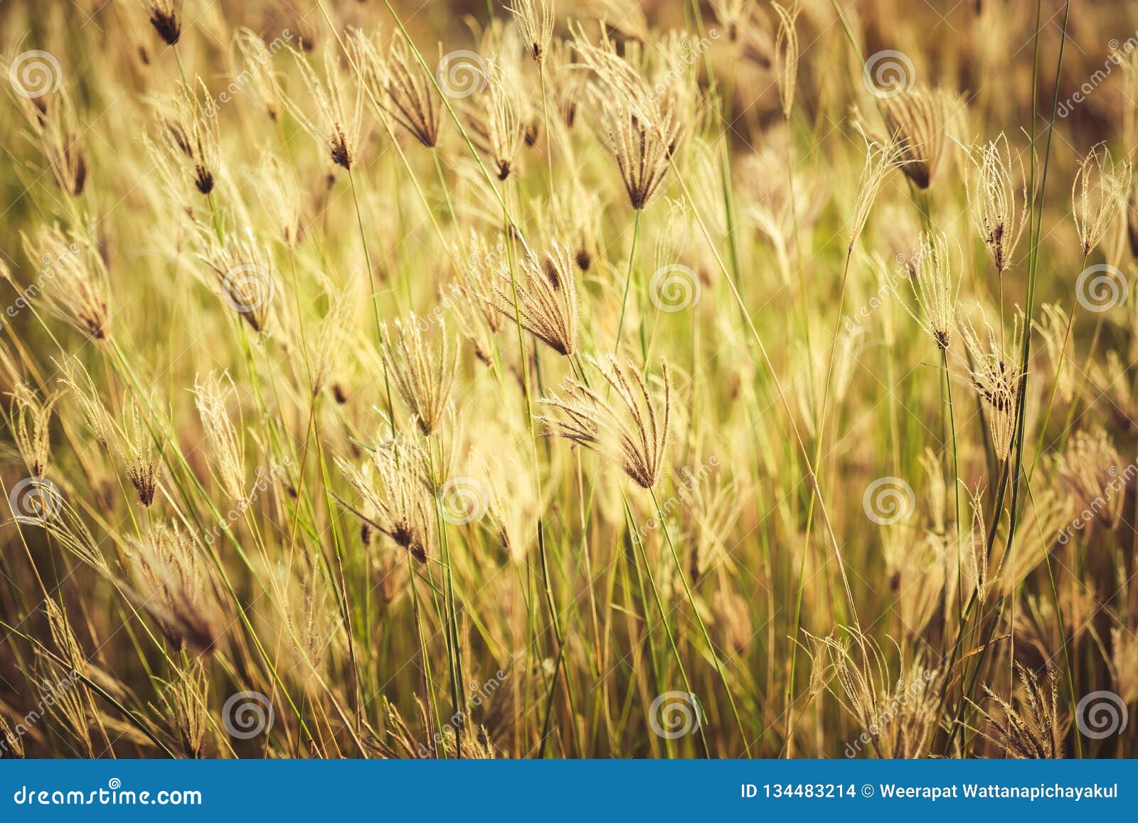 Vintage Grasses Field stock photo. Image of season, vintage - 134483214