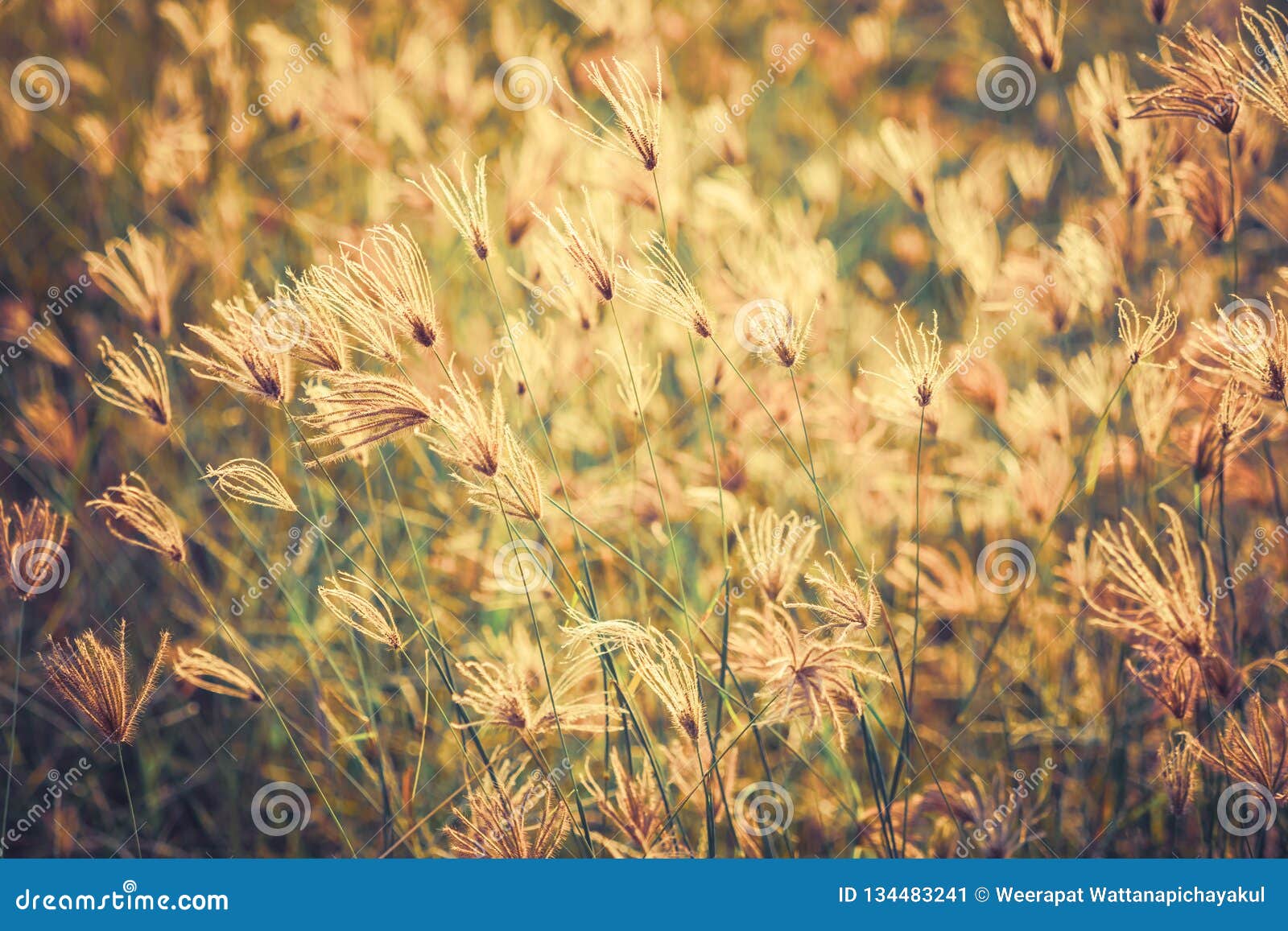 Vintage Grasses Field stock image. Image of season, grasses - 134483241