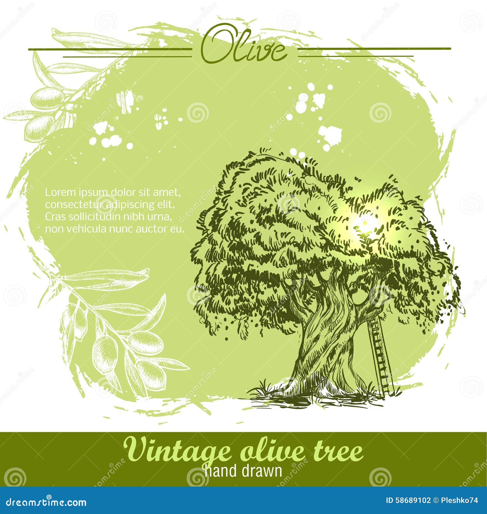 Vintage Hand Drawn Olive Tree and Olive Branch Stock Vector - Illustration of bottle, greece ...