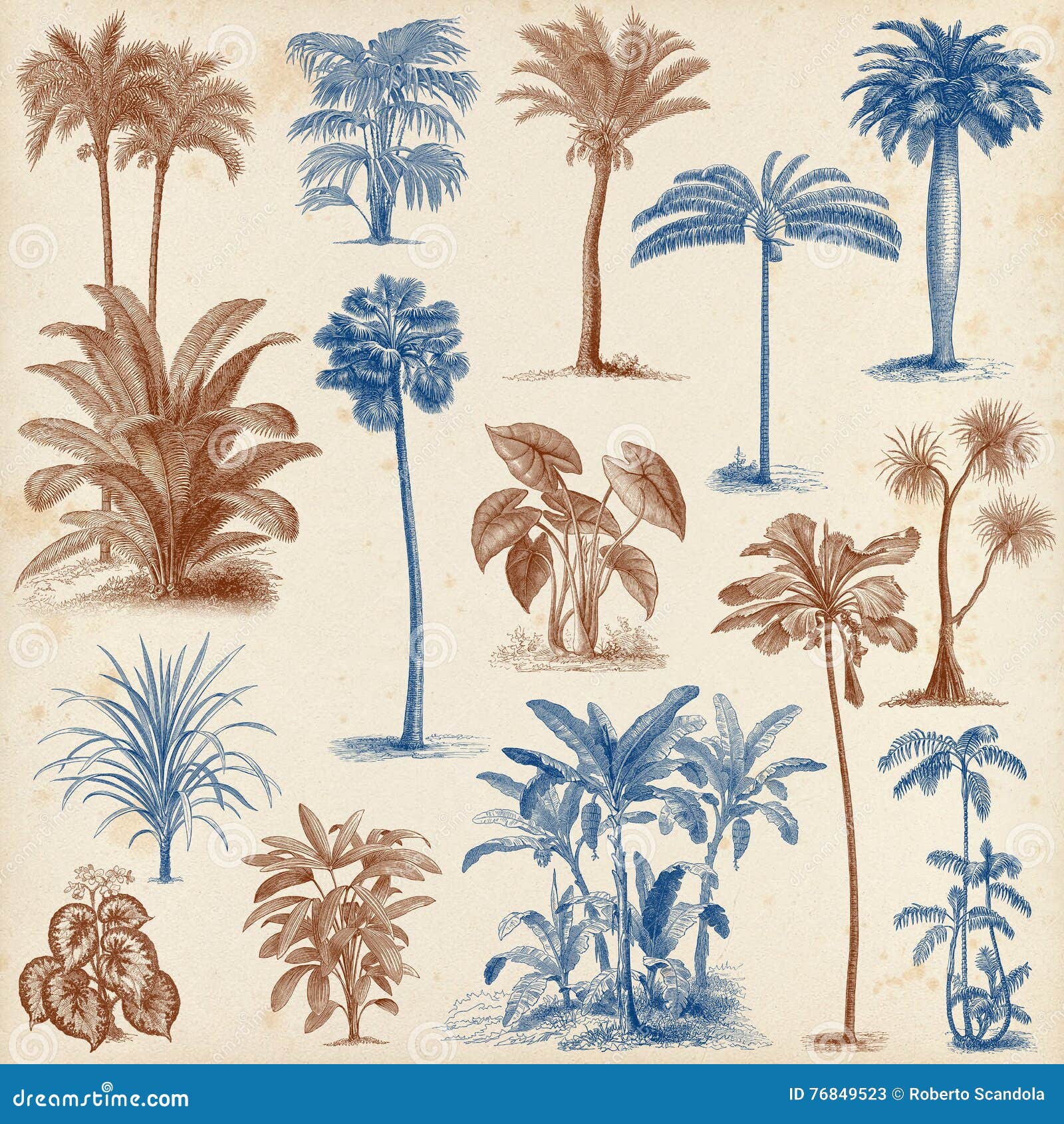 Vintage Hand Drawn Palm Trees Set 2 Stock Illustration - Illustration ...