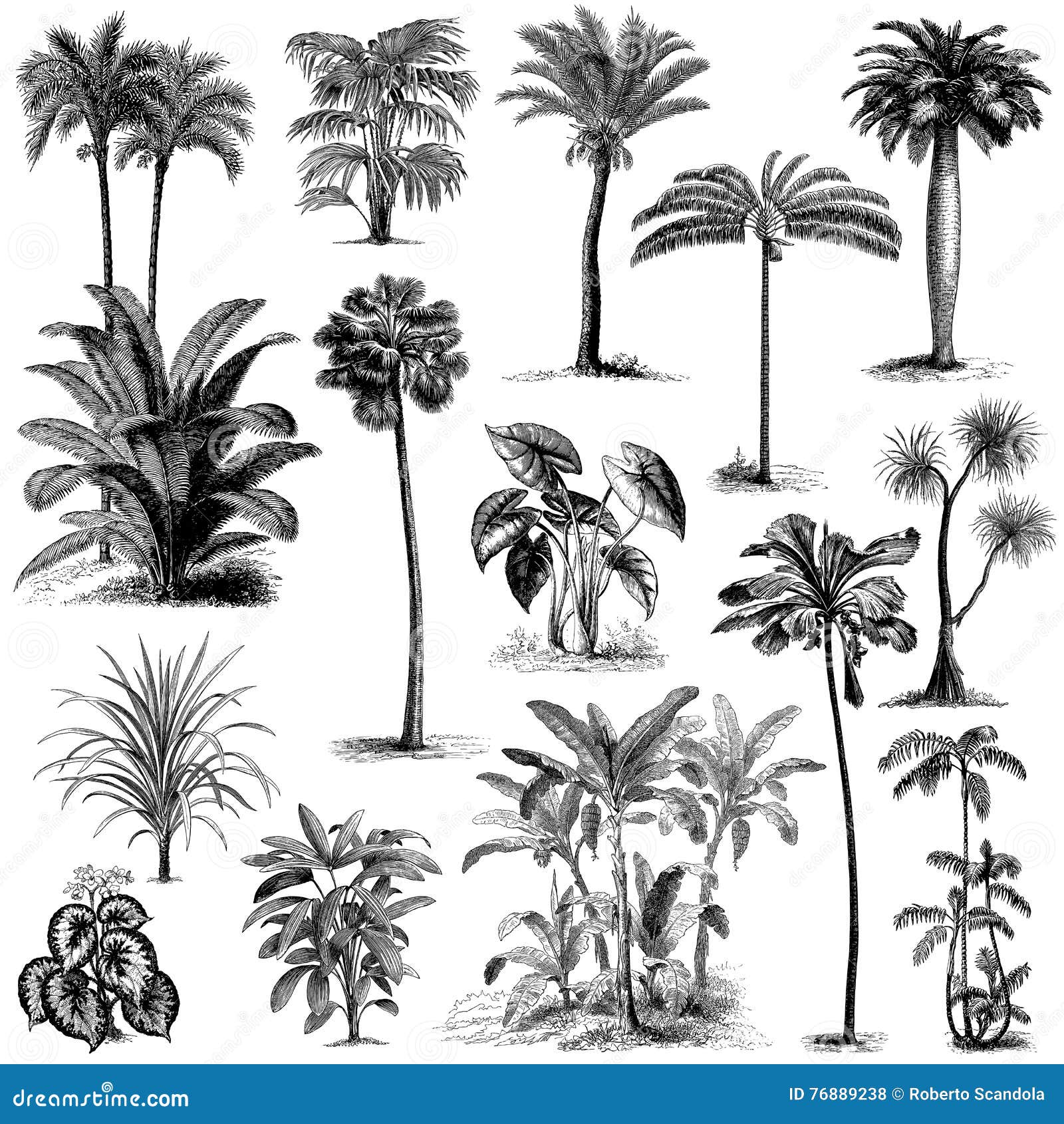 Vintage Hand Drawn Palm Trees Set 2 Stock Vector - Illustration of ...