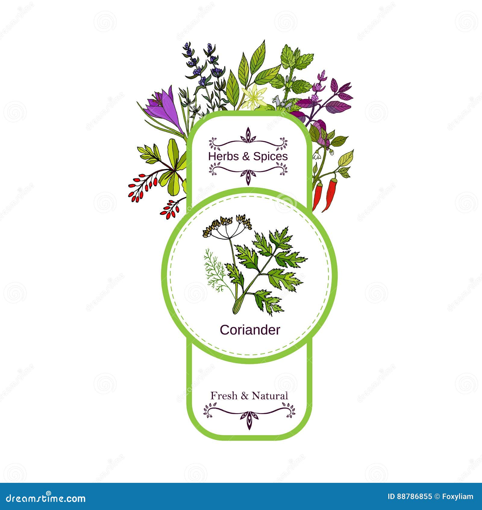 Vintage Herbs and Spices Label Collection. Coriander Stock Vector ...