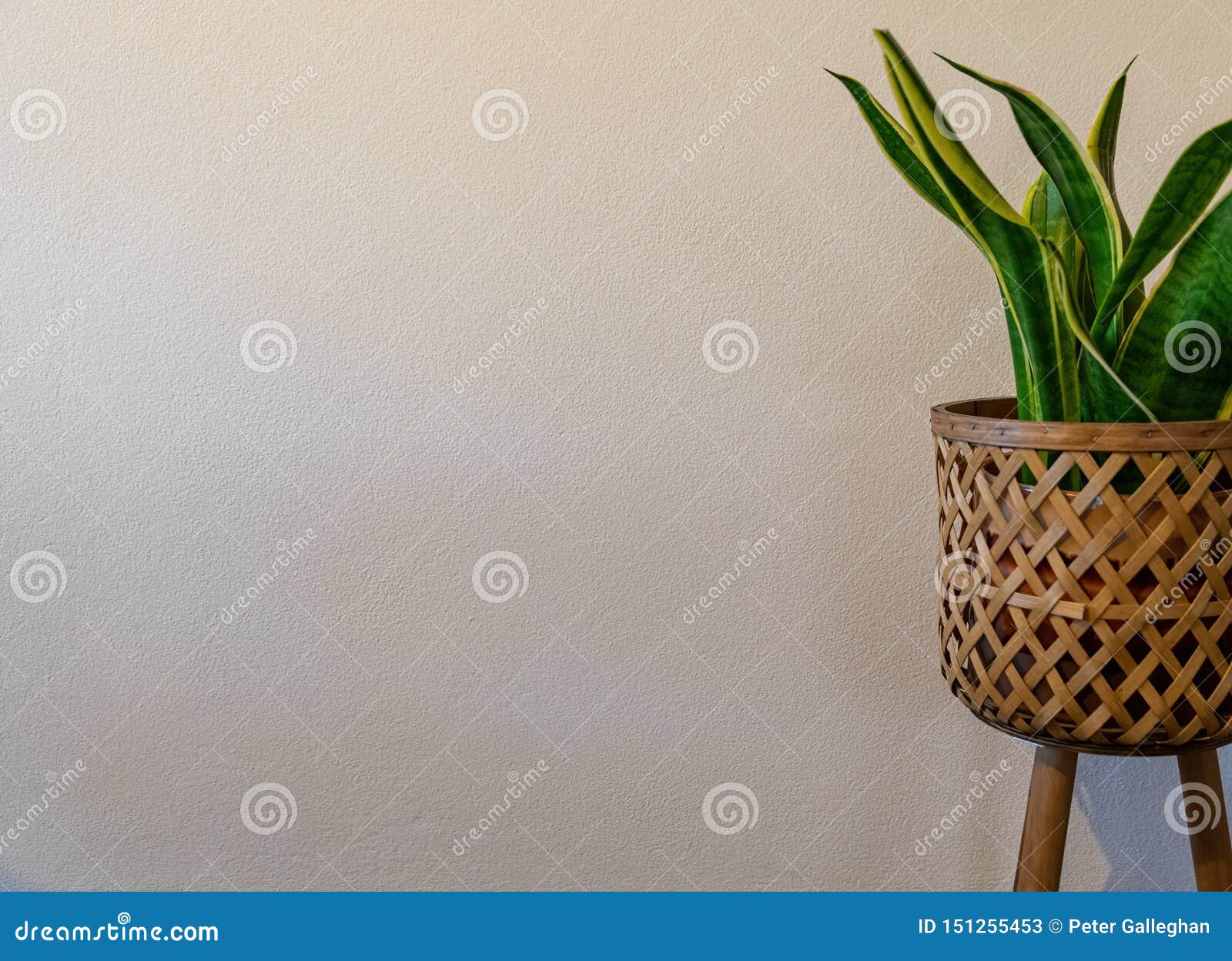 Vintage House Plant in a Cane Pot Stock Image - Image of gardening ...