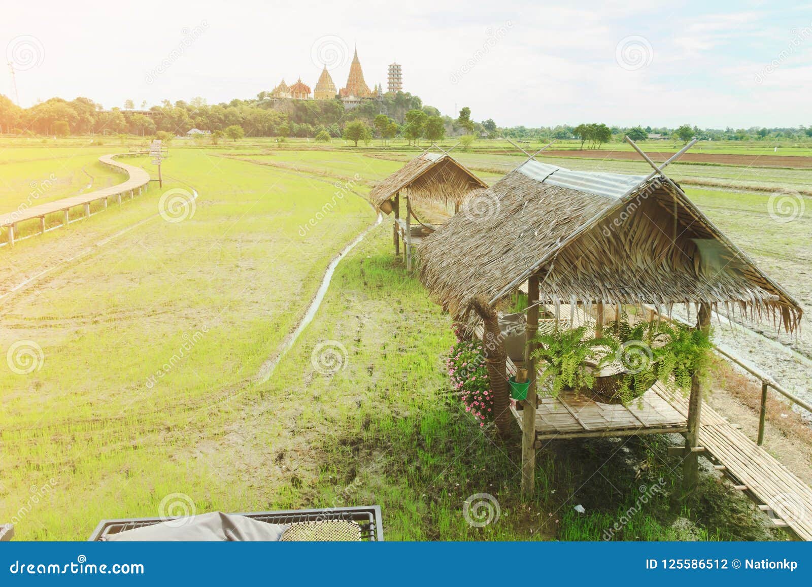 Vintage hut in rice field stock photo. Image of life - 125586512