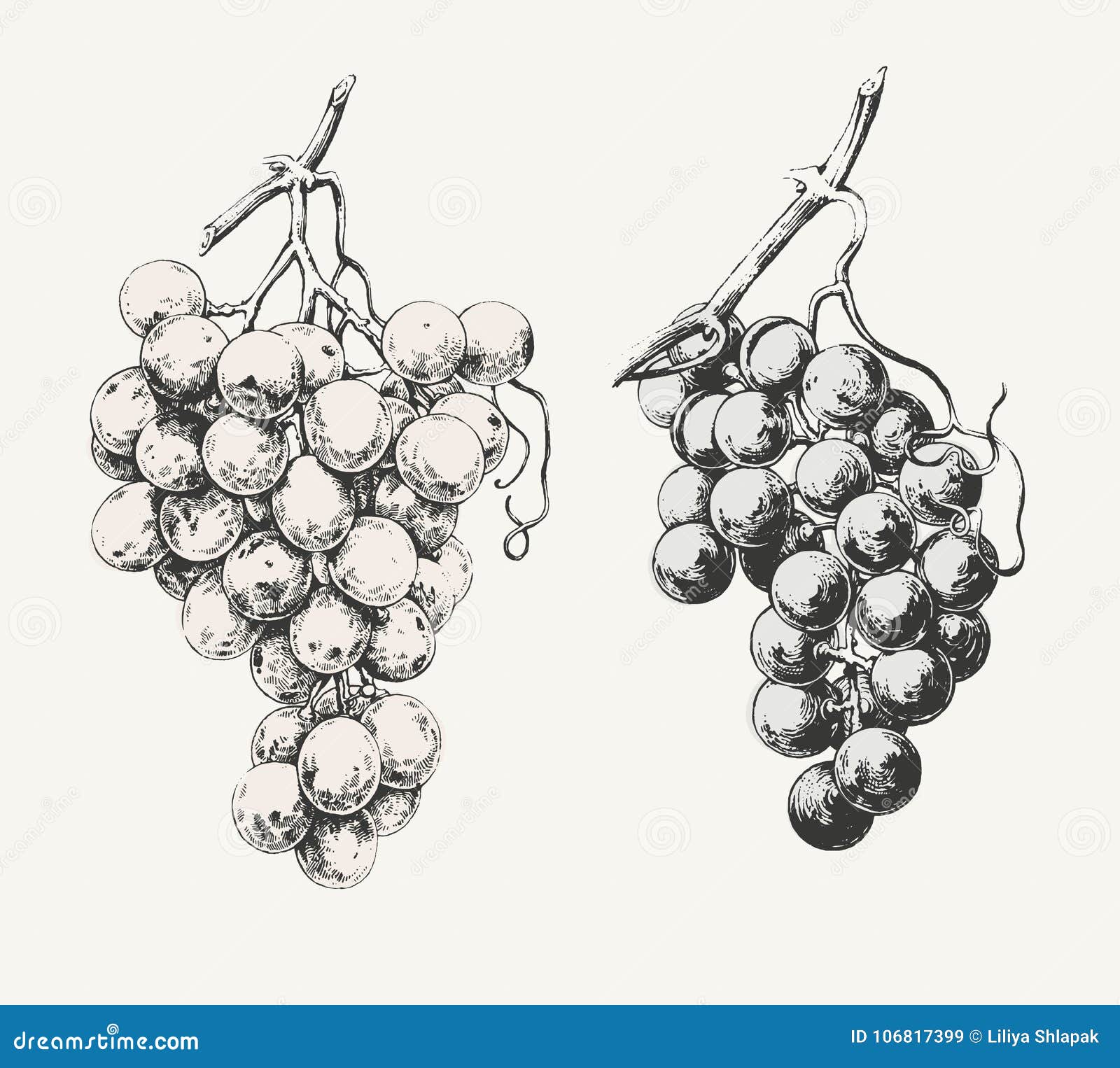 Vines Illustration Ink Stock Illustrations – 305 Vines Illustration Ink ...