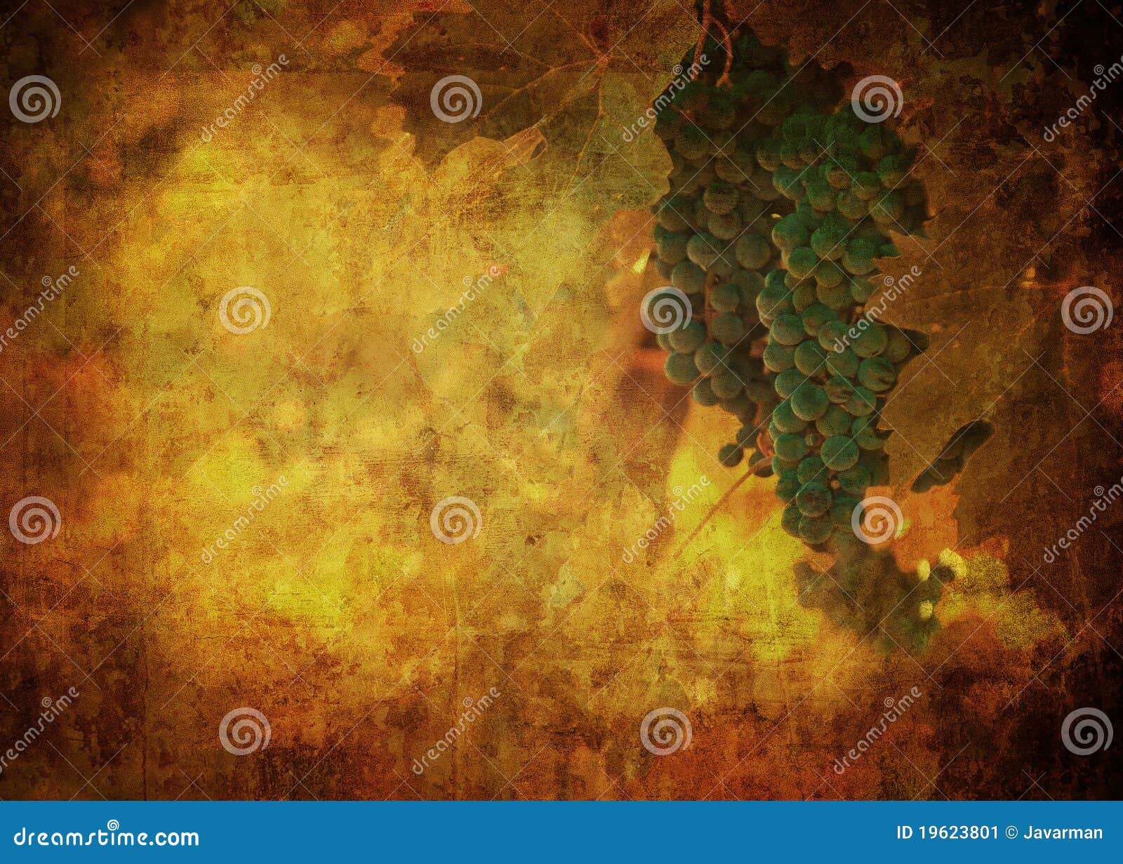 Vintage image of grape stock image. Image of season, organic - 19623801