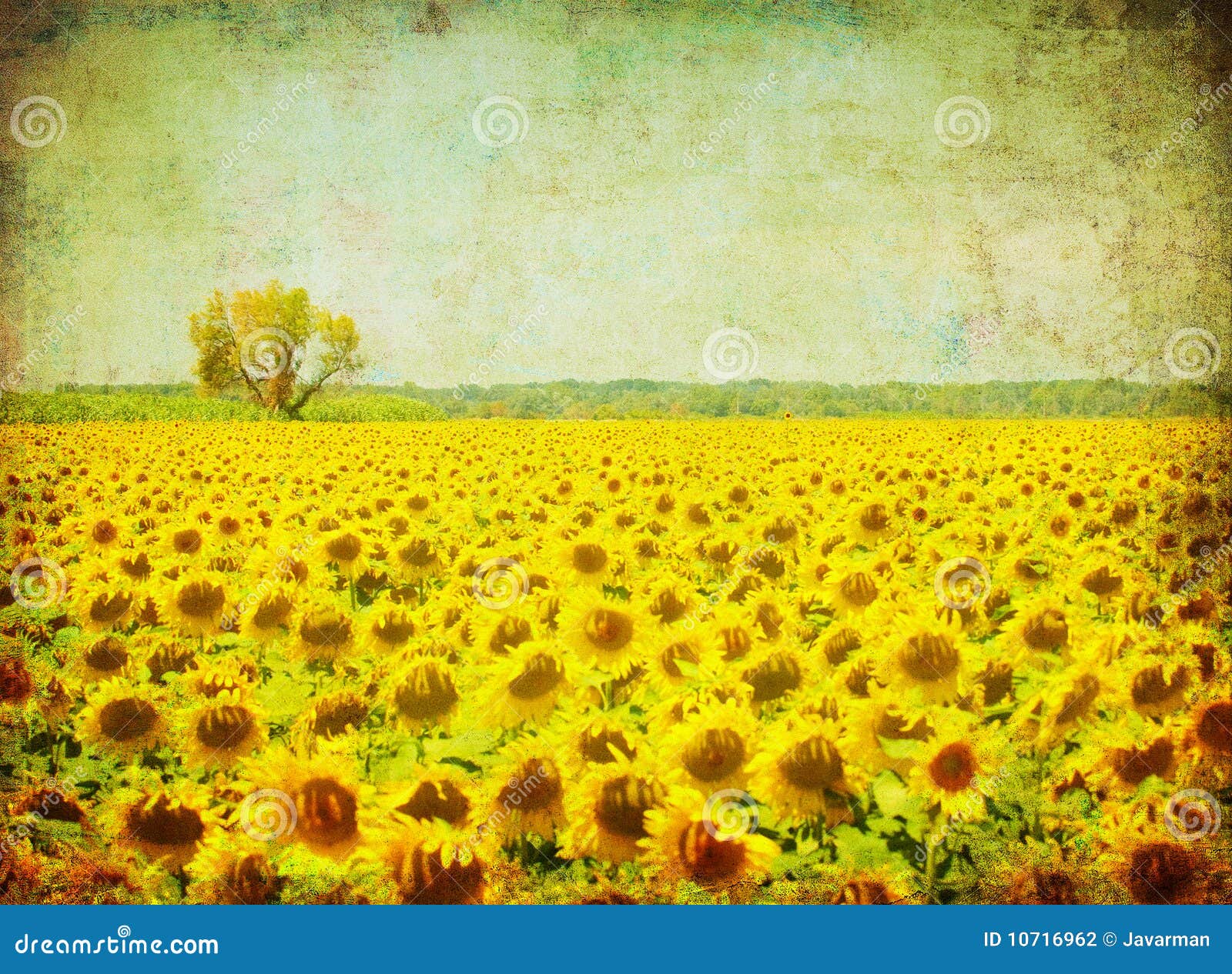 Vintage Image Of Sunflower Field Stock Photography - Image: 10716962