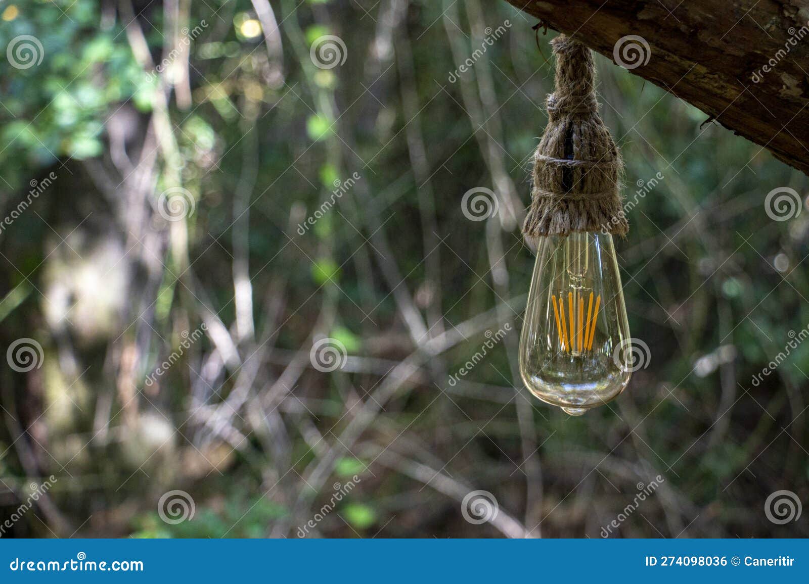 The Vintage Incandescent Lamp is Hanging from a Tree in the Forest ...