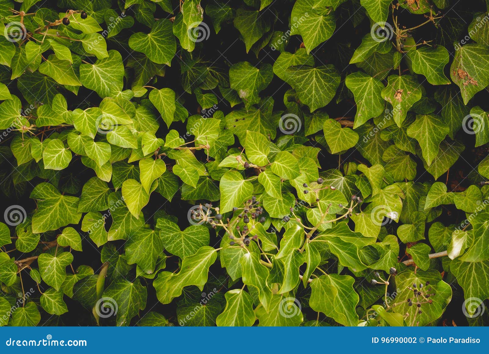 Vintage Ivy Texture. Stock Photography | CartoonDealer.com #96990002