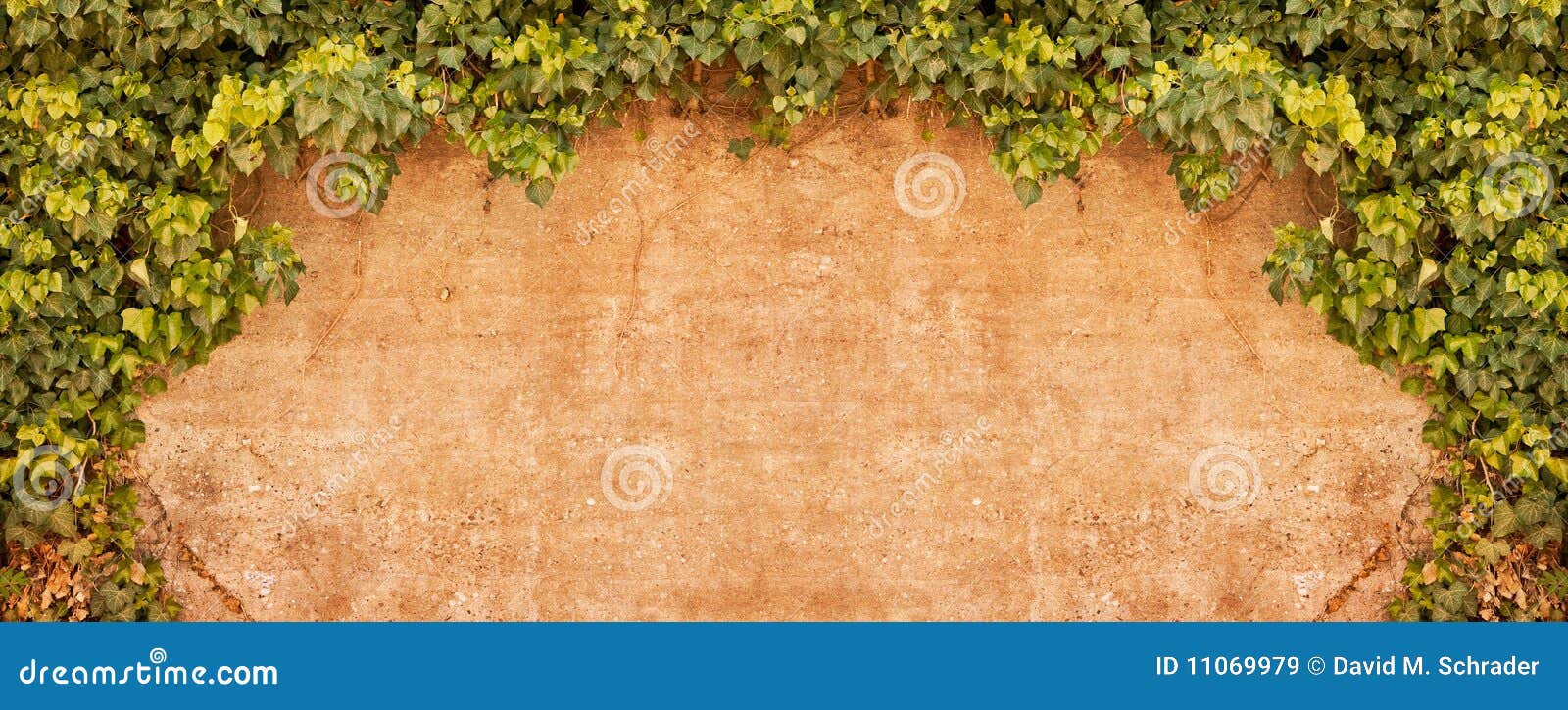 Vintage Ivy wall stock image. Image of grunge, ancient - 11069979