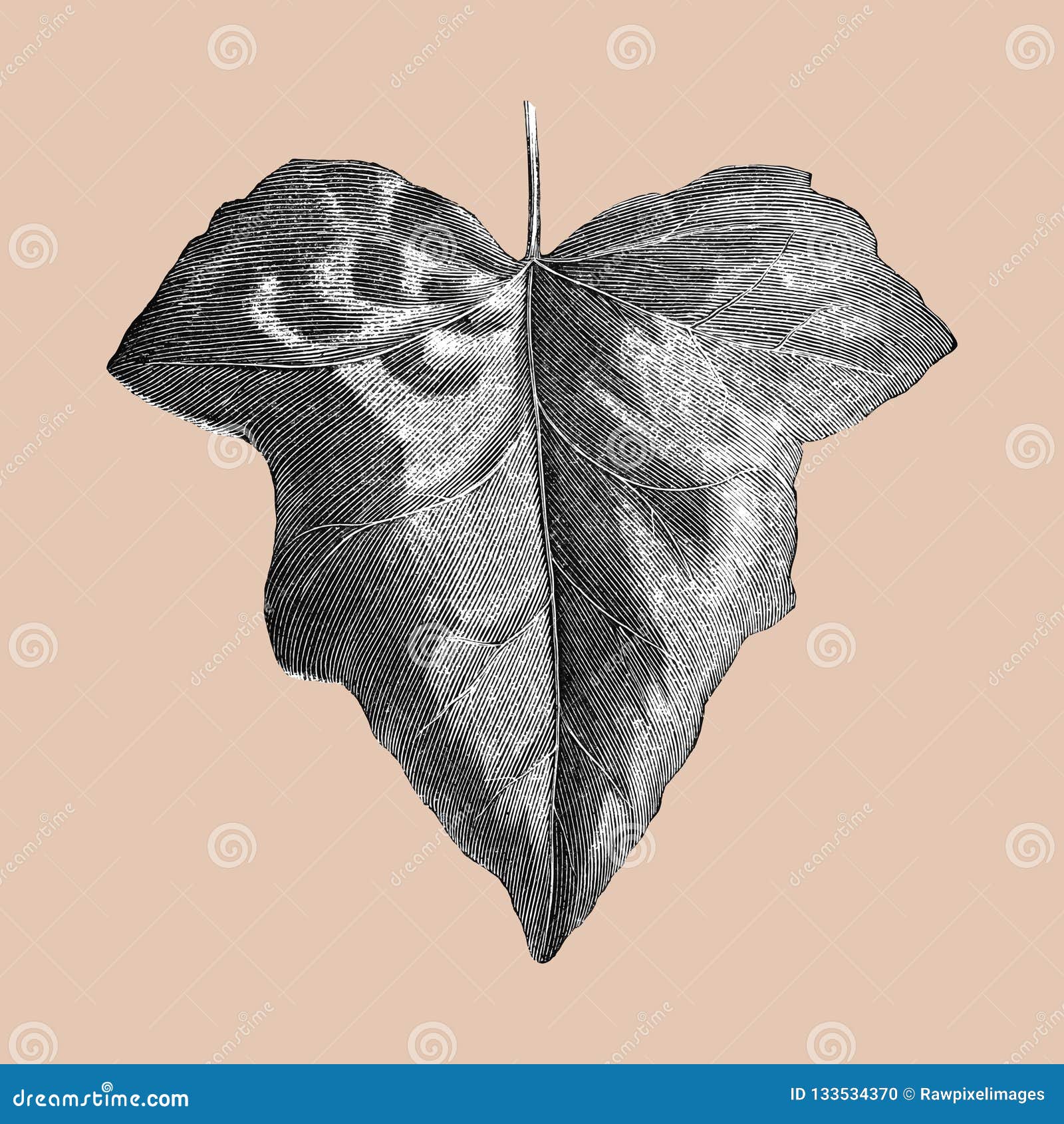 Vintage Leaf Drawing Illustration Vector | CartoonDealer.com #132903362