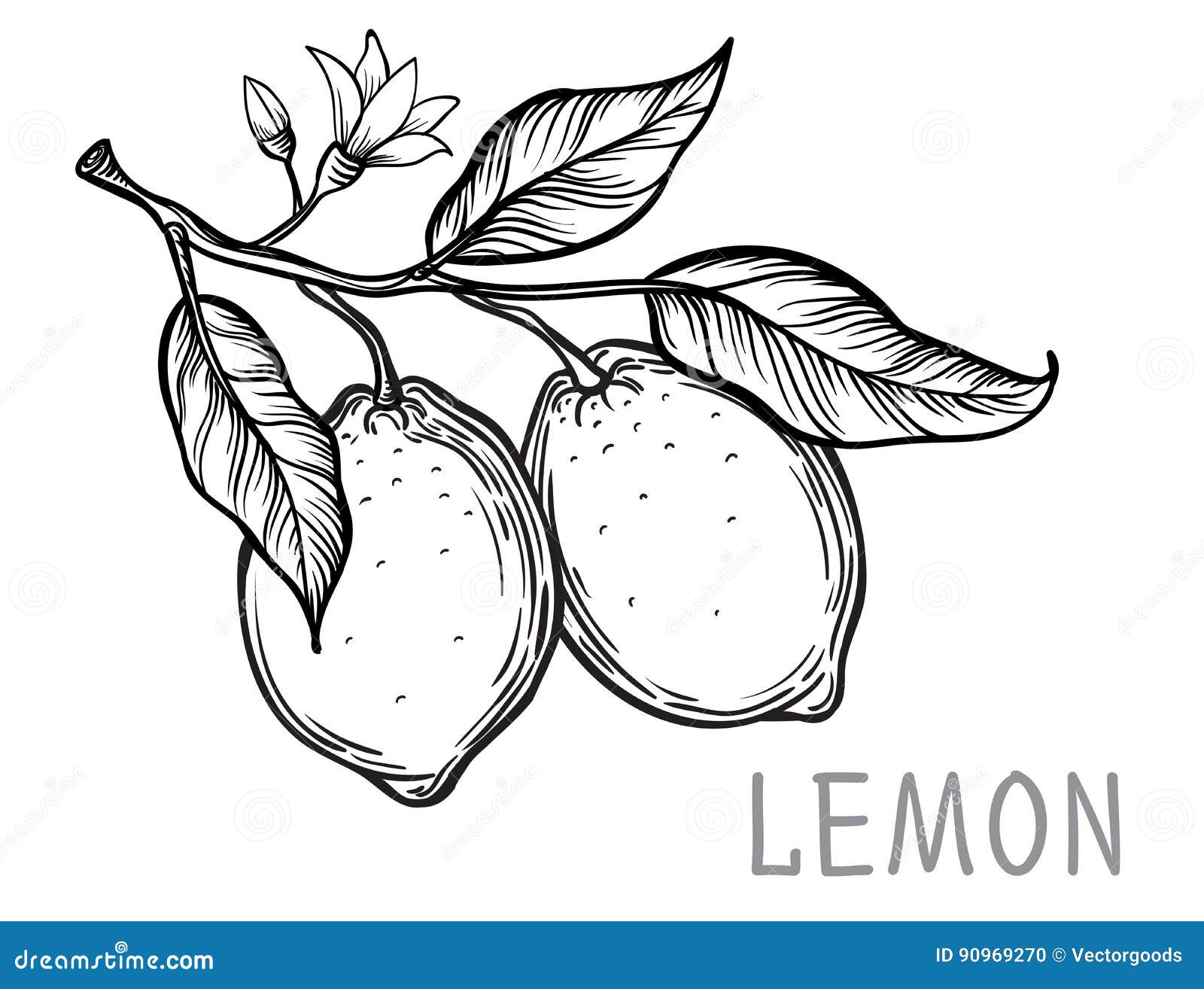 Vintage lemon tree sketch. stock vector. Illustration of black - 90969270