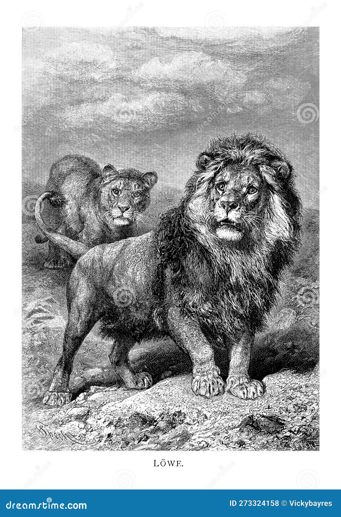 Vintage lions stock illustration. Illustration of vintage - 273324158
