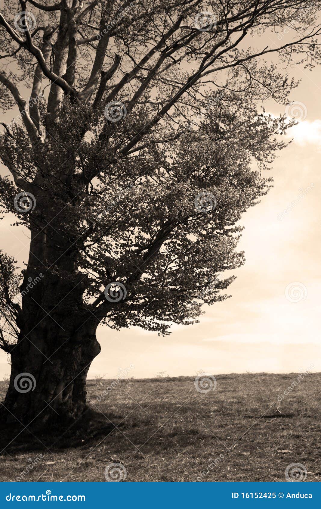 Vintage looking tree stock image. Image of sole, rind - 16152425