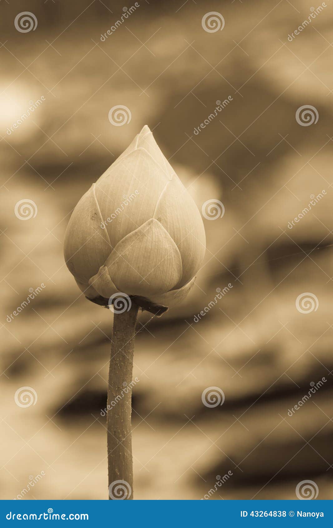 Vintage of lotus flower stock photo. Image of background - 43264838