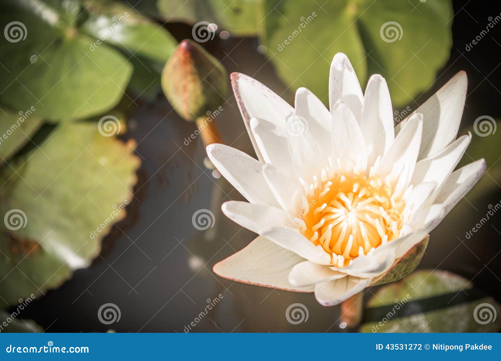 Vintage Of Lotus Flower Stock Photography | CartoonDealer.com #43264838