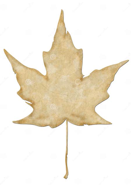 Vintage maple leaf stock illustration. Illustration of vintage - 11946886
