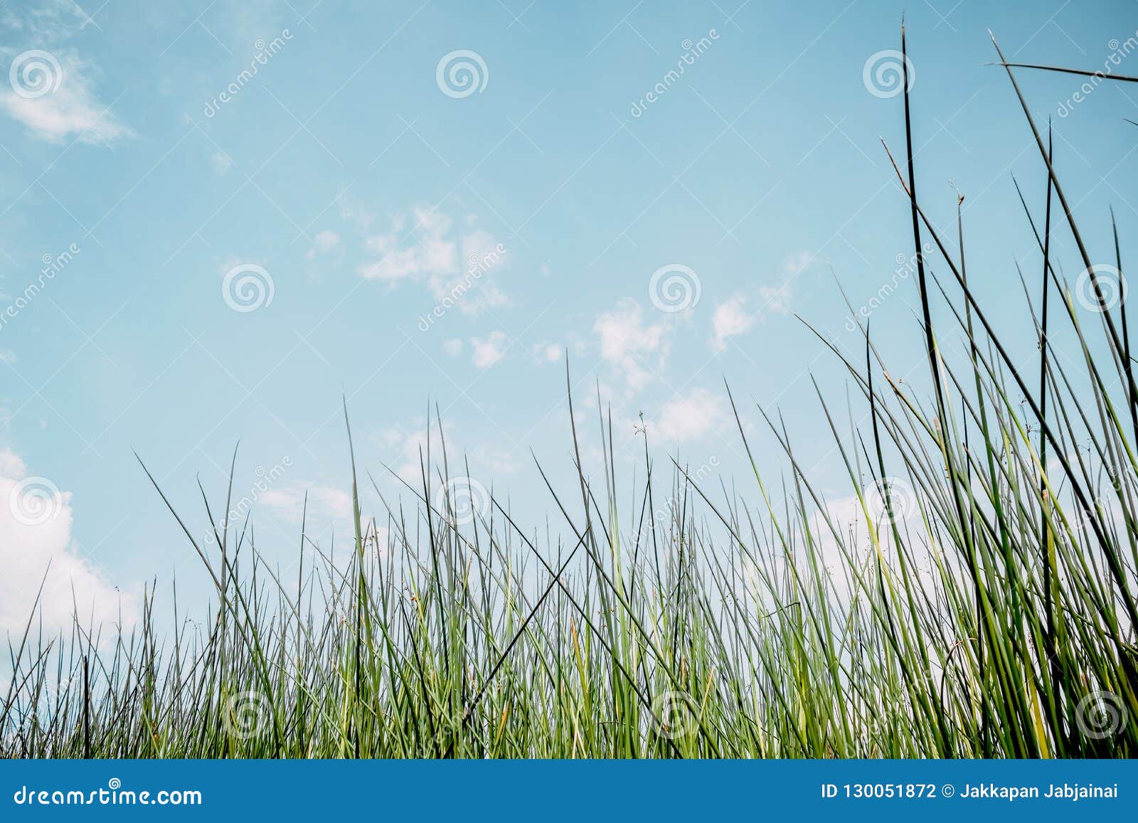 Vintage Nature Background Green of Grass Plan Stock Photo - Image of ...