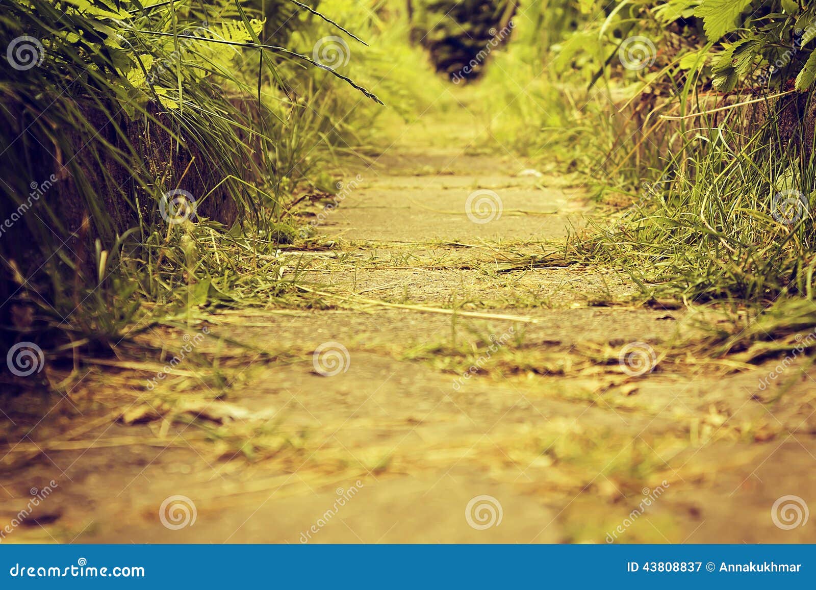 12,603 Vintage Pathway Stock Photos - Free & Royalty-Free Stock Photos ...