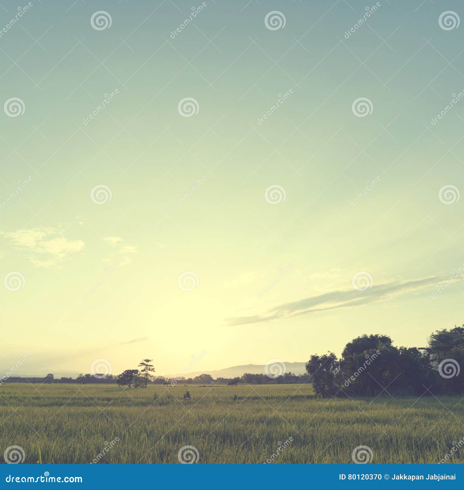 Vintage nature background stock photo. Image of grass - 80120370