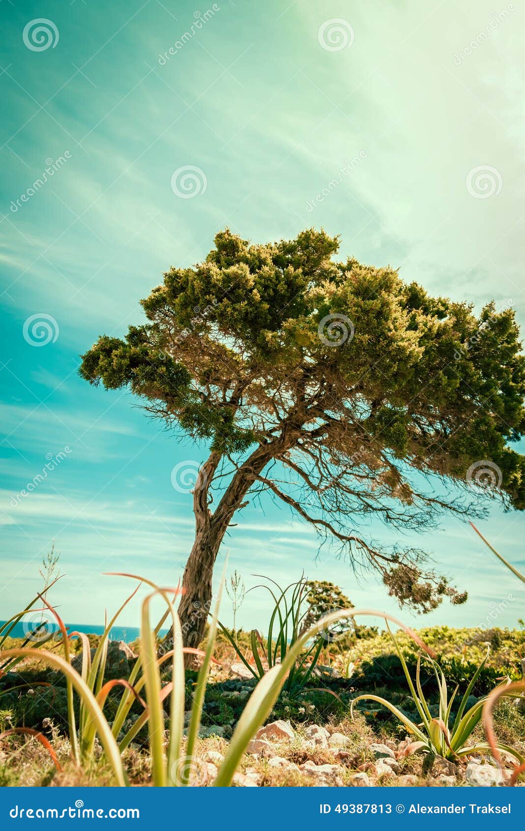 Vintage Nature Design.Old Styled Background. Stock Image - Image of ...