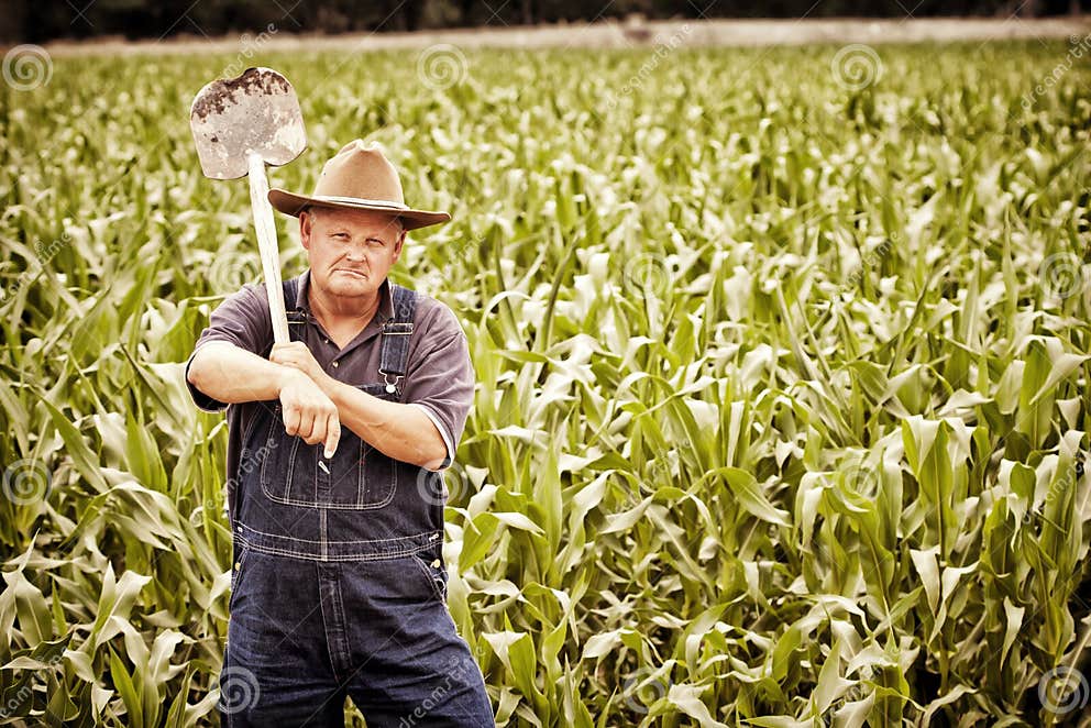 Vintage Old Farmer in the Corn Fields Stock Photo - Image of american ...