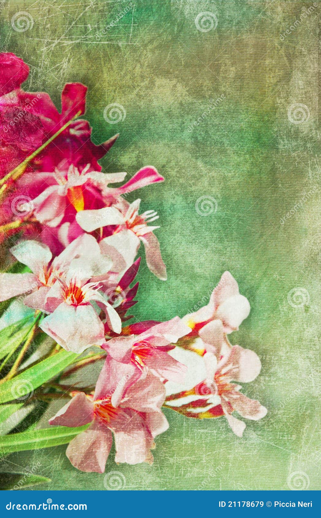 Oleander Cartoons, Illustrations & Vector Stock Images - 2563 Pictures ...