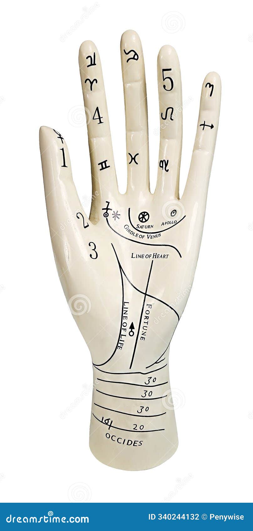 Palm Reading Hand Model stock photo. Image of horoscope - 340244132